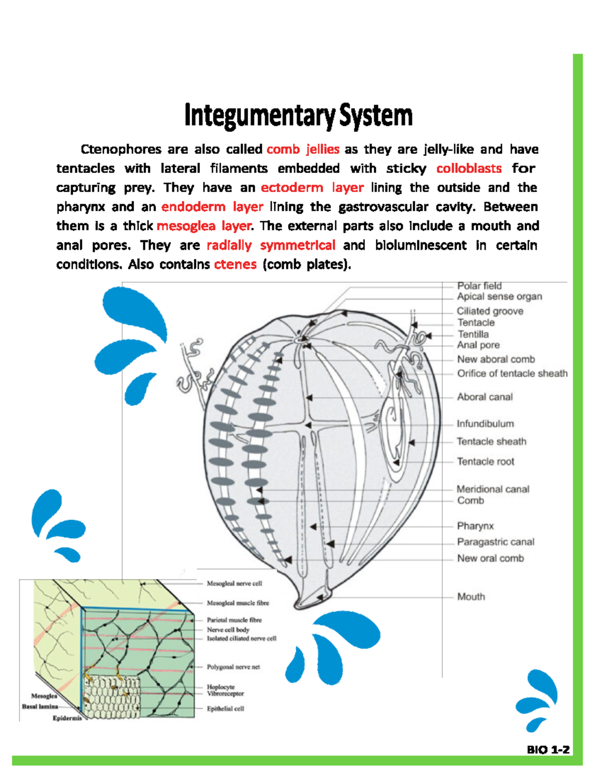 Phylum Ctenophora - Contains lecture notes about ctenophores in a ...