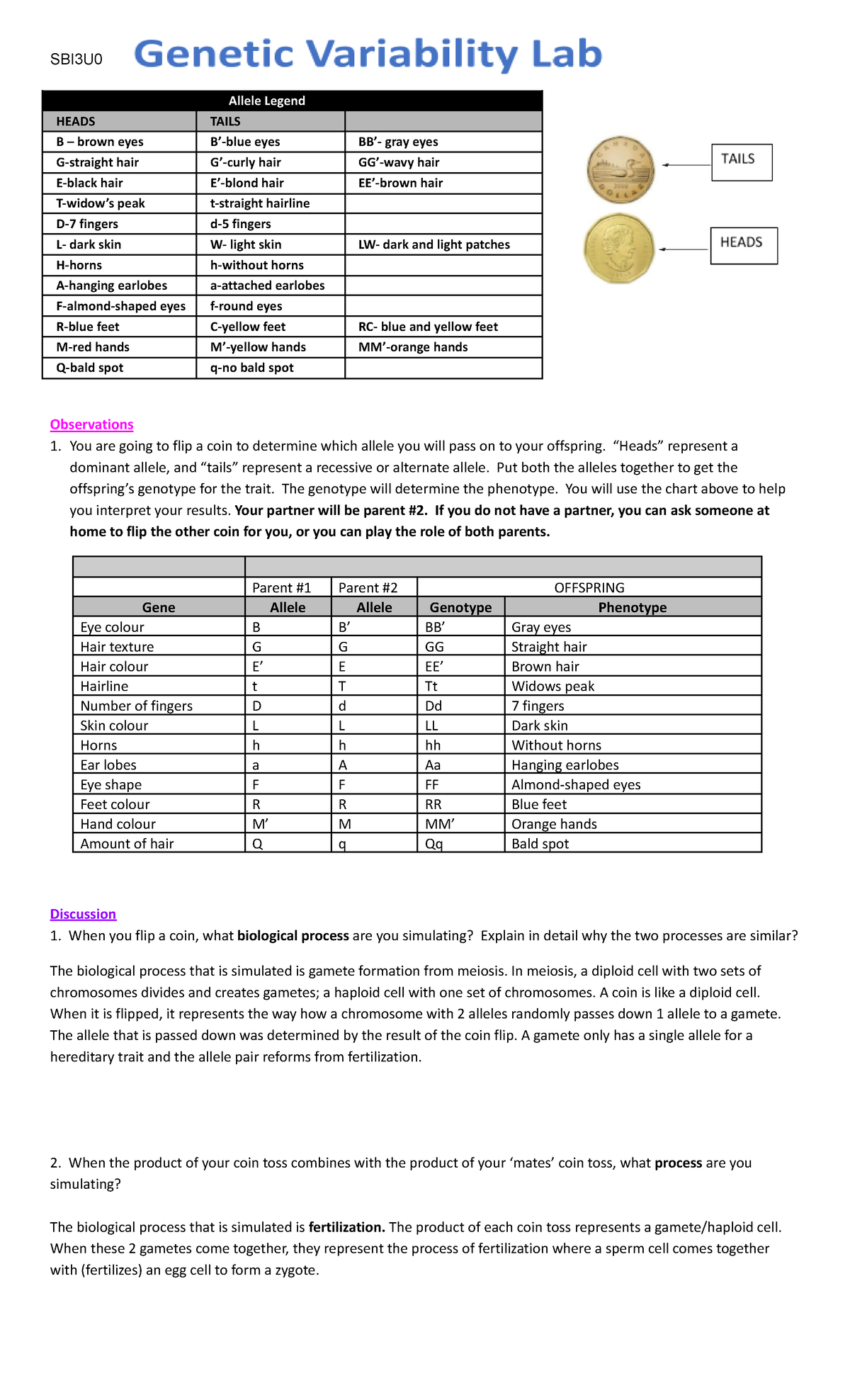 12 LAB Genetic Variability - SBI3U Allele Legend HEADS TAILS B – brown ...