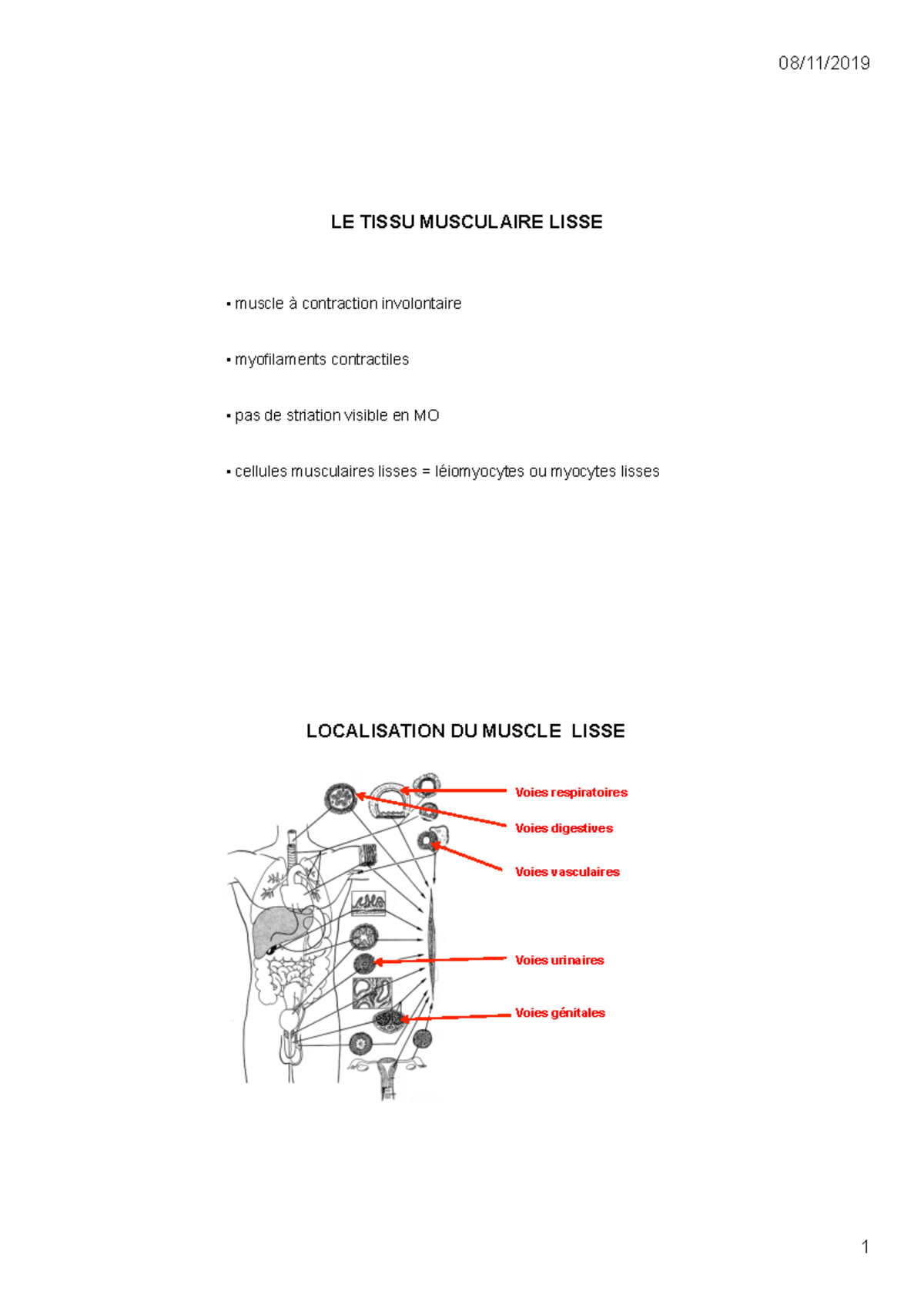 Le muscle lisse 2019 - LE TISSU MUSCULAIRE LISSE • muscle à contraction ...