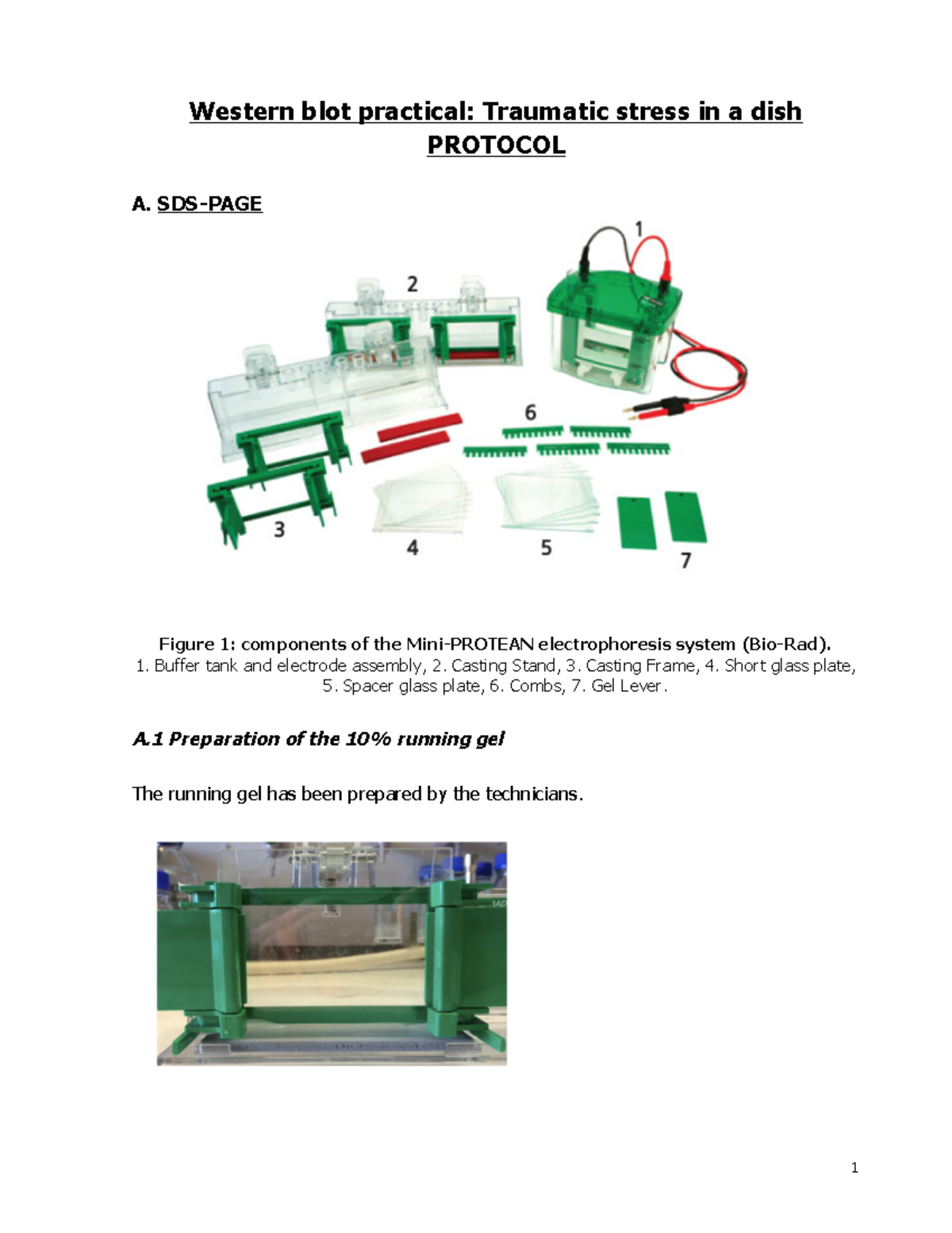 MBS1001 Western Blot practical protocol 2021 - Western blot practical ...