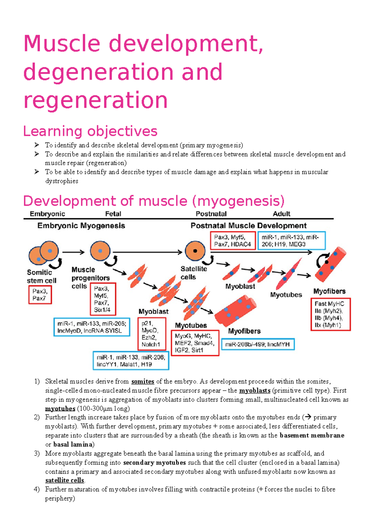 Muscle development, degeneration and regeneration - Muscle development ...