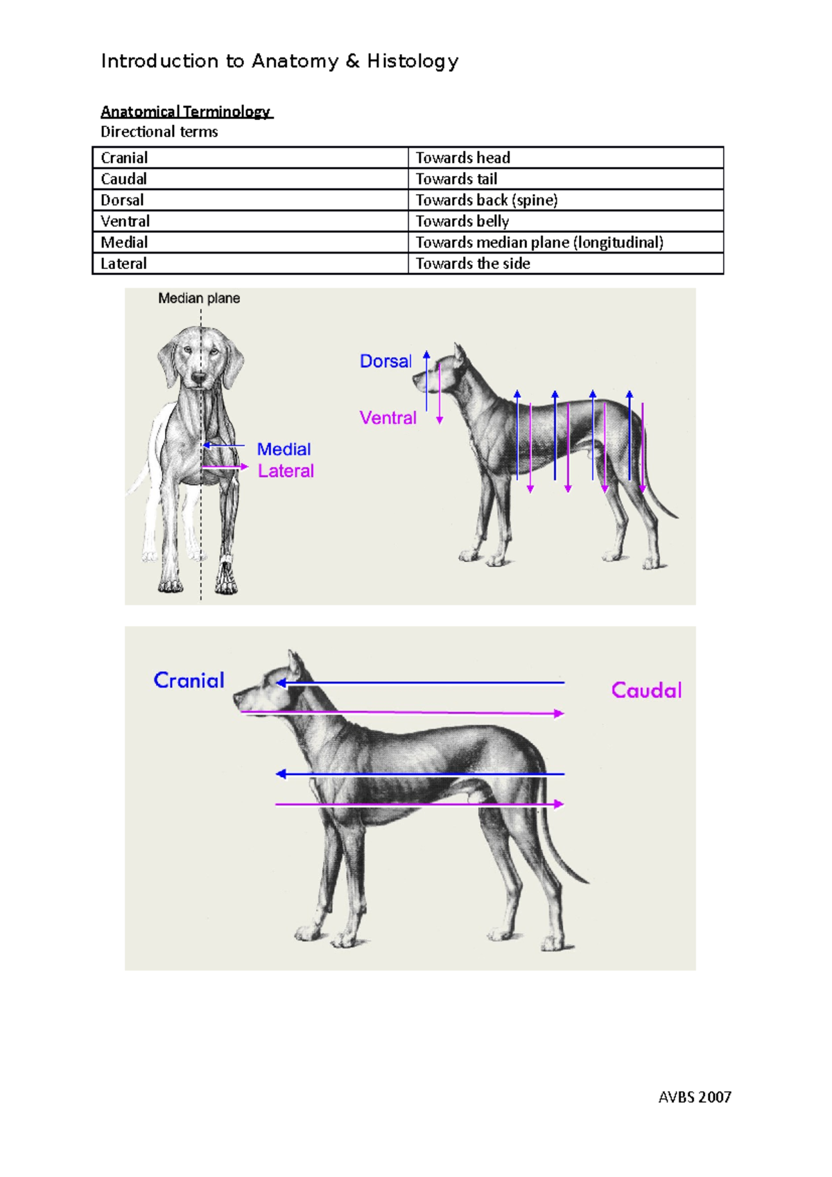 M1 - introductory lec - Anatomical Terminology Directional terms ...