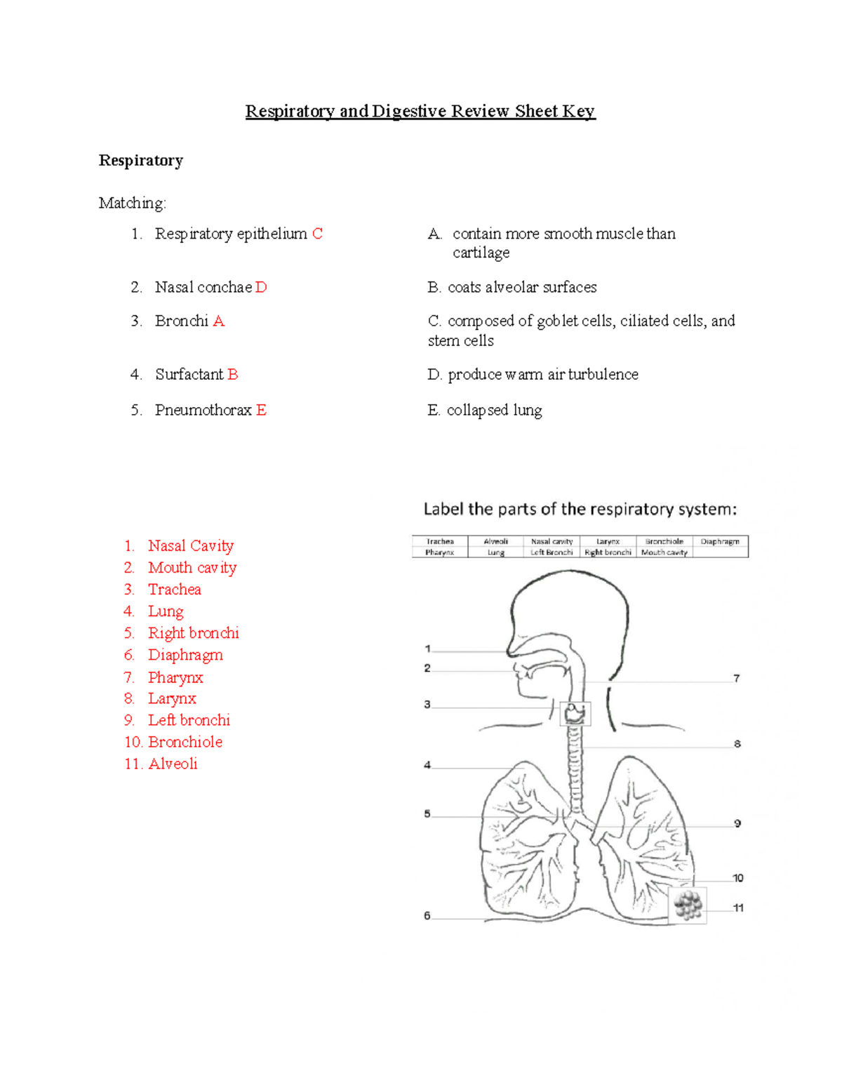 Key RP 10 - Resp & Digestive UTA Review - Respiratory and Digestive ...