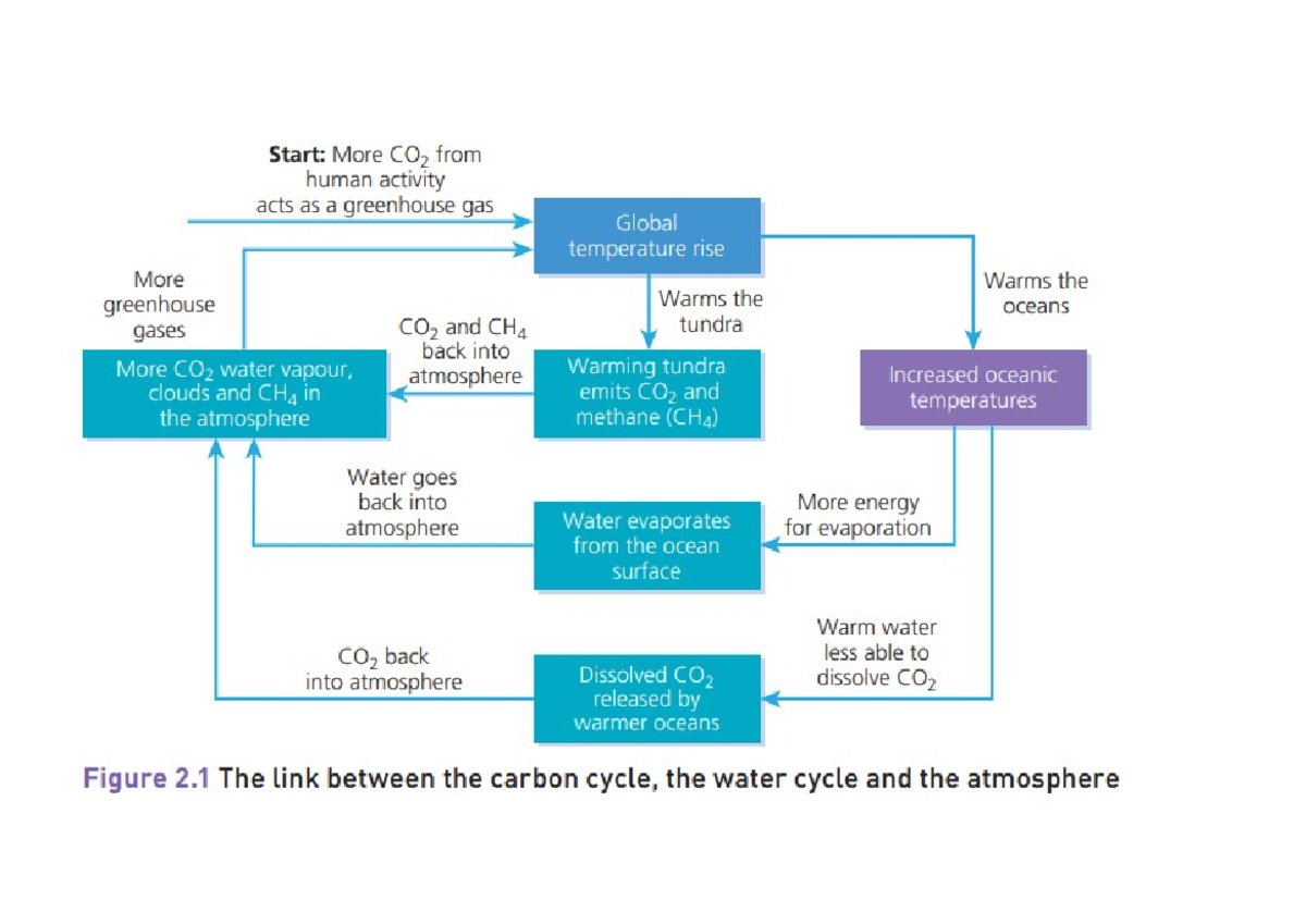 Link between water and carbon cycles - Studocu