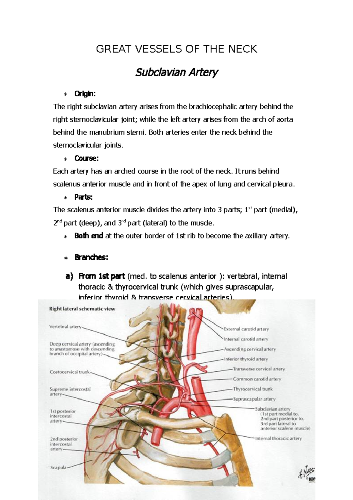 Anatomy Great Vessels OF THE NECK - GREAT VESSELS OF THE NECK ...