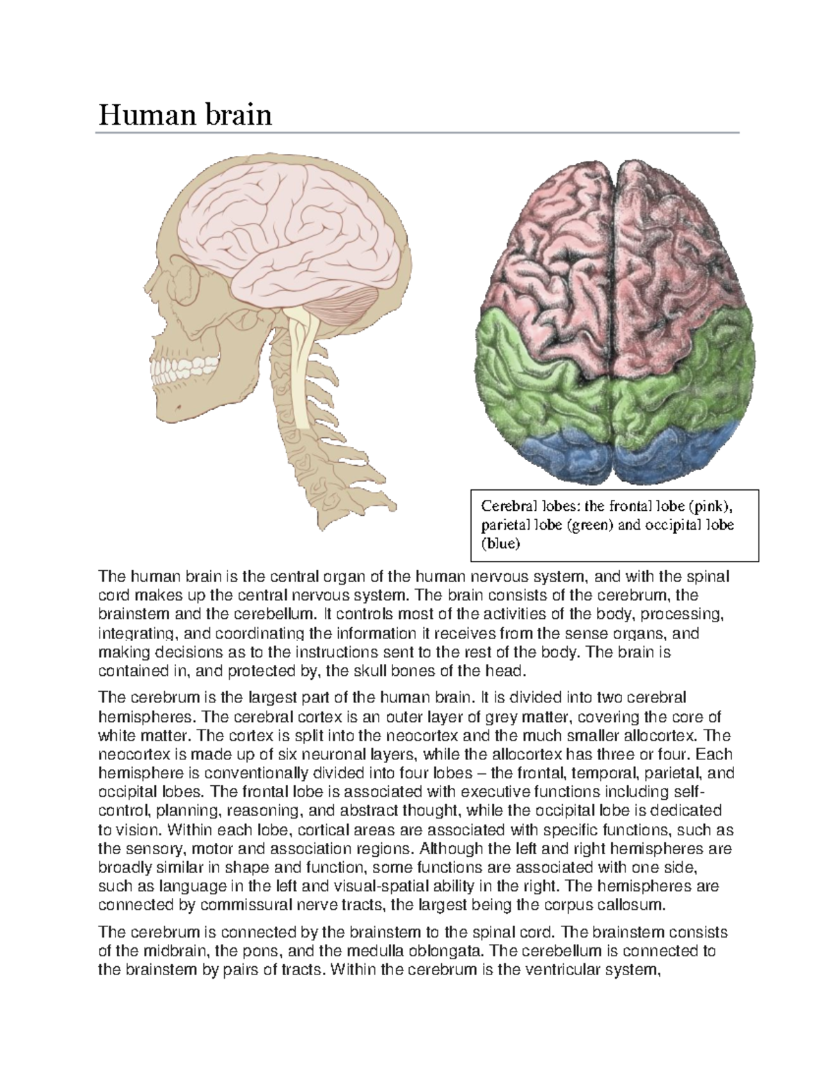 Human brain overview - Human brain The human brain is the central organ ...