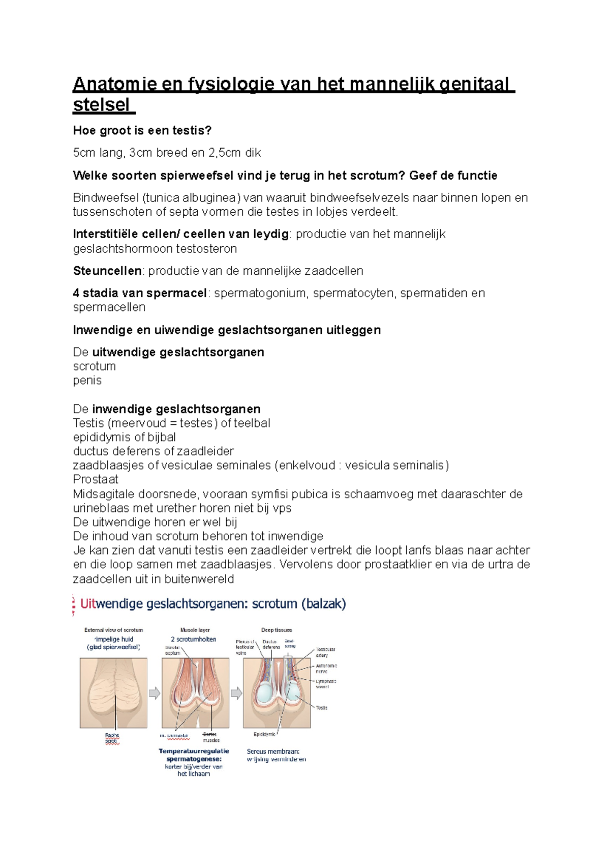 WC ana&fysio genitaal stelsel - Anatomie en fysiologie van het ...