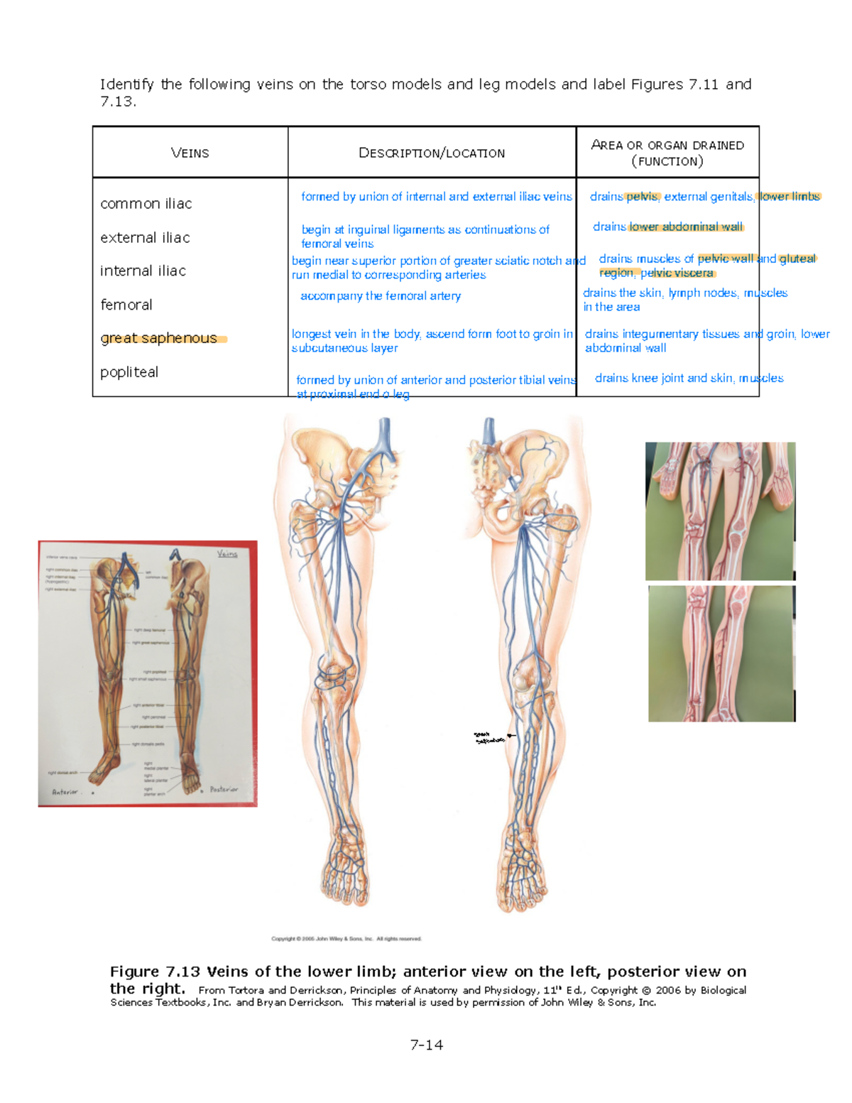 LAB 7 - CVS 5 - Lab 7 - CVS Answer Key - 7- Identify the following ...
