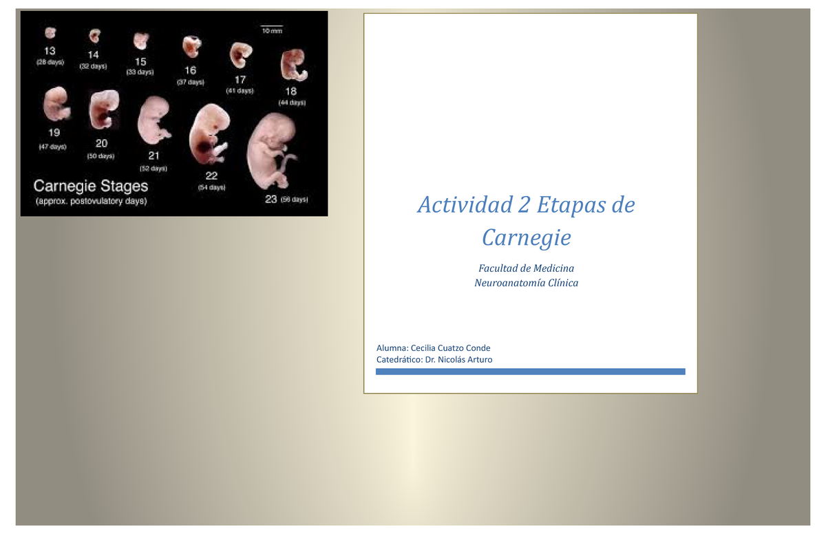 Etapas de Carnegie - Actividad 2 Etapas de Carnegie Facultad de Medicina Neuroanatomía Clínica ...