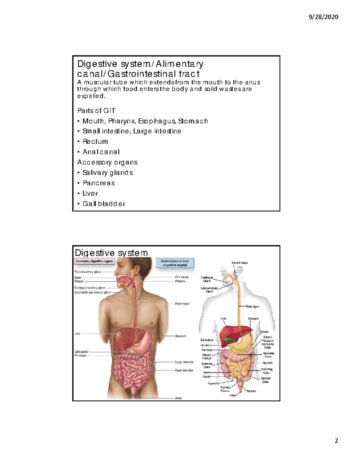 Lecture Digestive System anatomy - Dig estive system / Alim enta ry c a ...