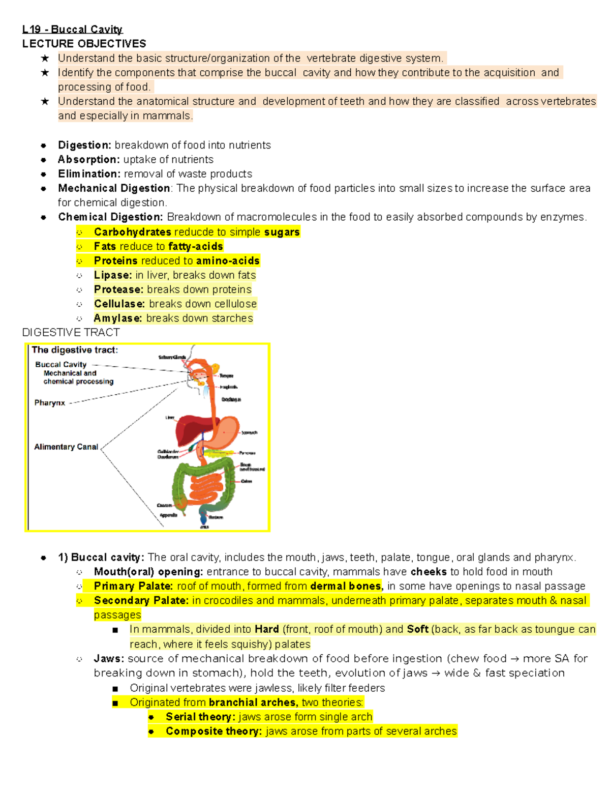 Exam 2 Digestive System - L19 - Buccal Cavity LECTURE OBJECTIVES ...