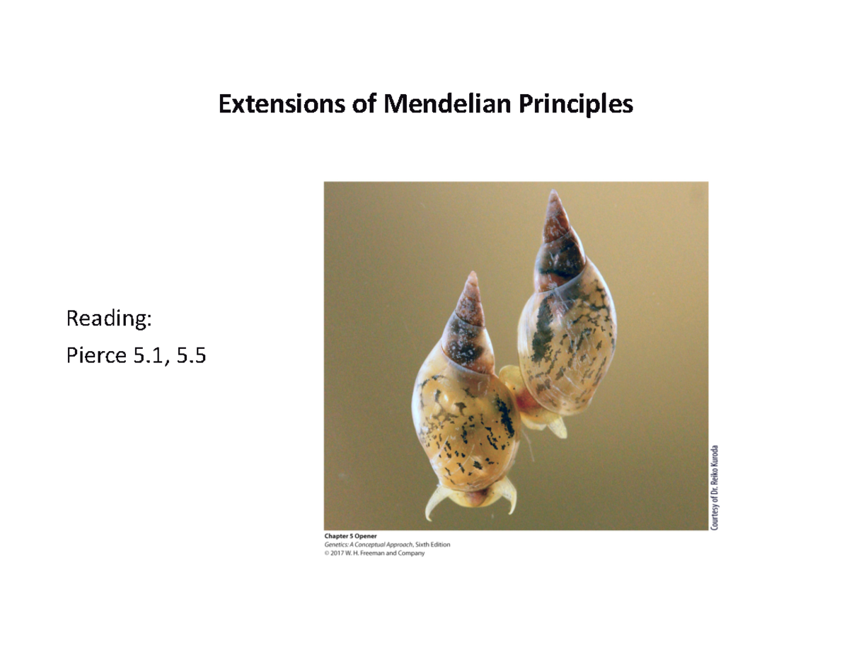 12 Extensions To Mendelian Inheritance Extensions Of Mendelian Principles Reading Pierce 5 5
