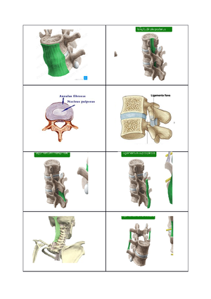 Anatomie 3 NG Lymfestelsel - Universiteit Antwerpen Faculteit ...