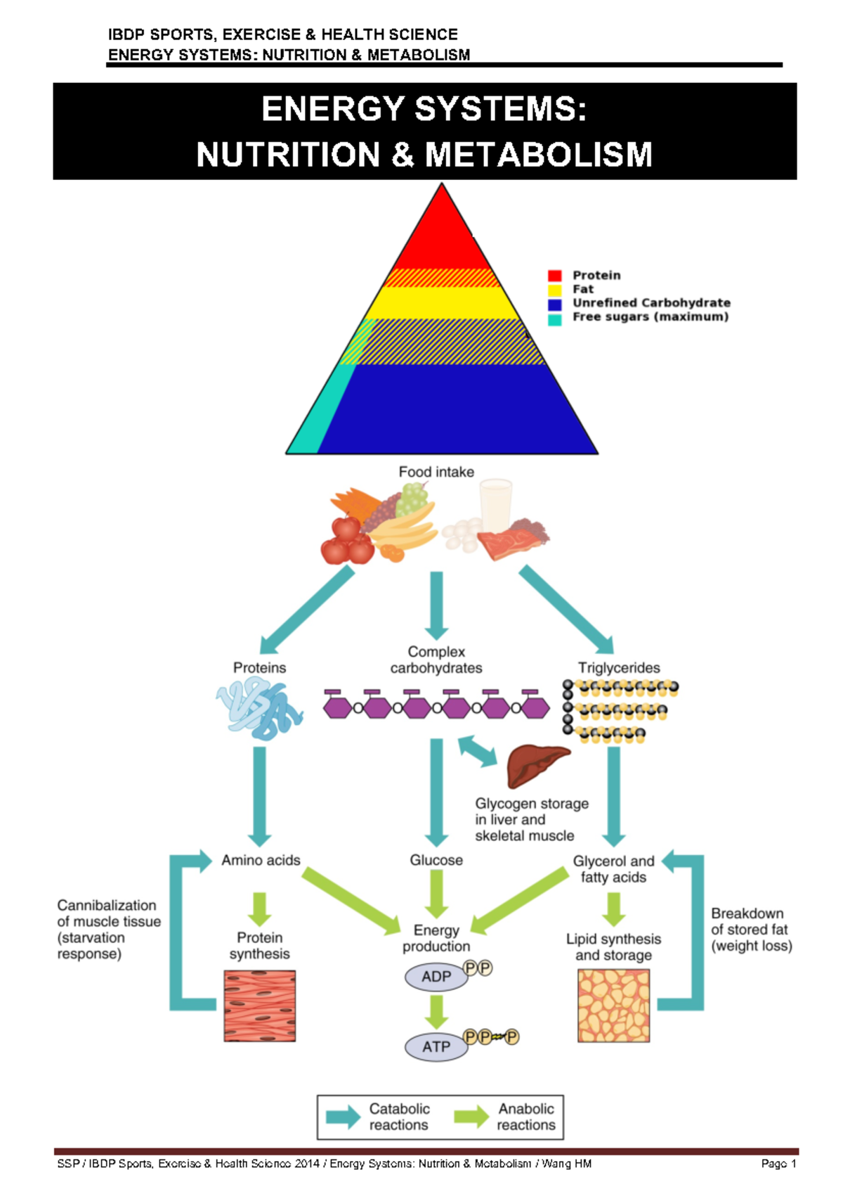 Energy systems notes - ENERGY SYSTEMS: NUTRITION & METABOLISM ENERGY ...