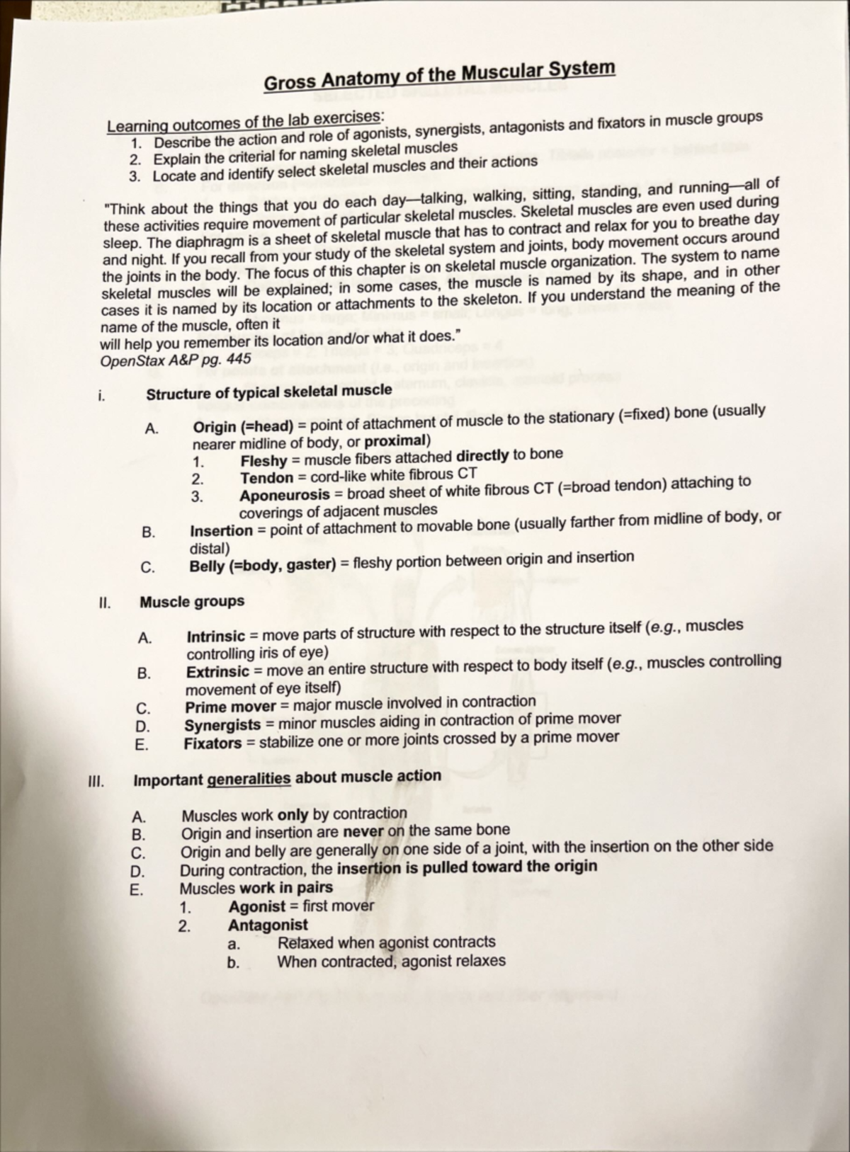 Muscular system - Lab - BIO241 - Studocu