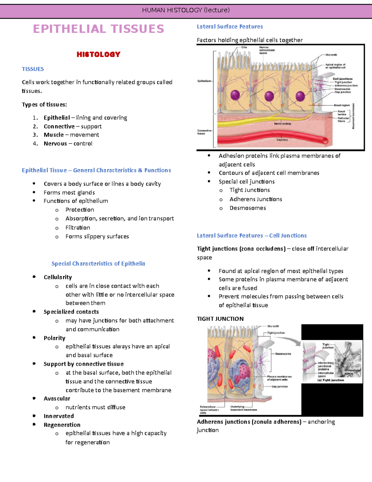 Prelim 2-Epithelial Tissues - EPITHELIAL TISSUES HISTOLOGY TISSUES ...