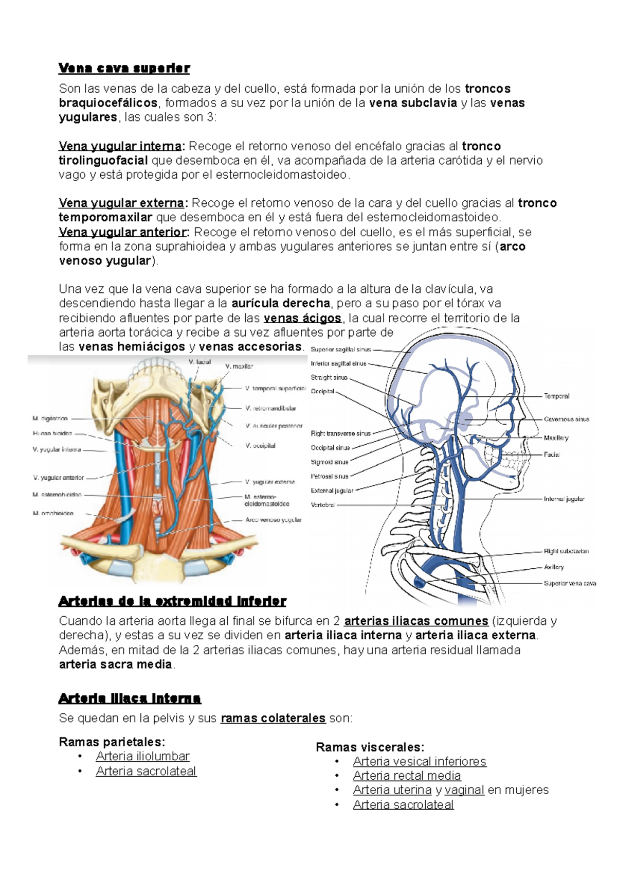Sistema cardiovascular. Vena cava superior y arteria iliaca interna ...