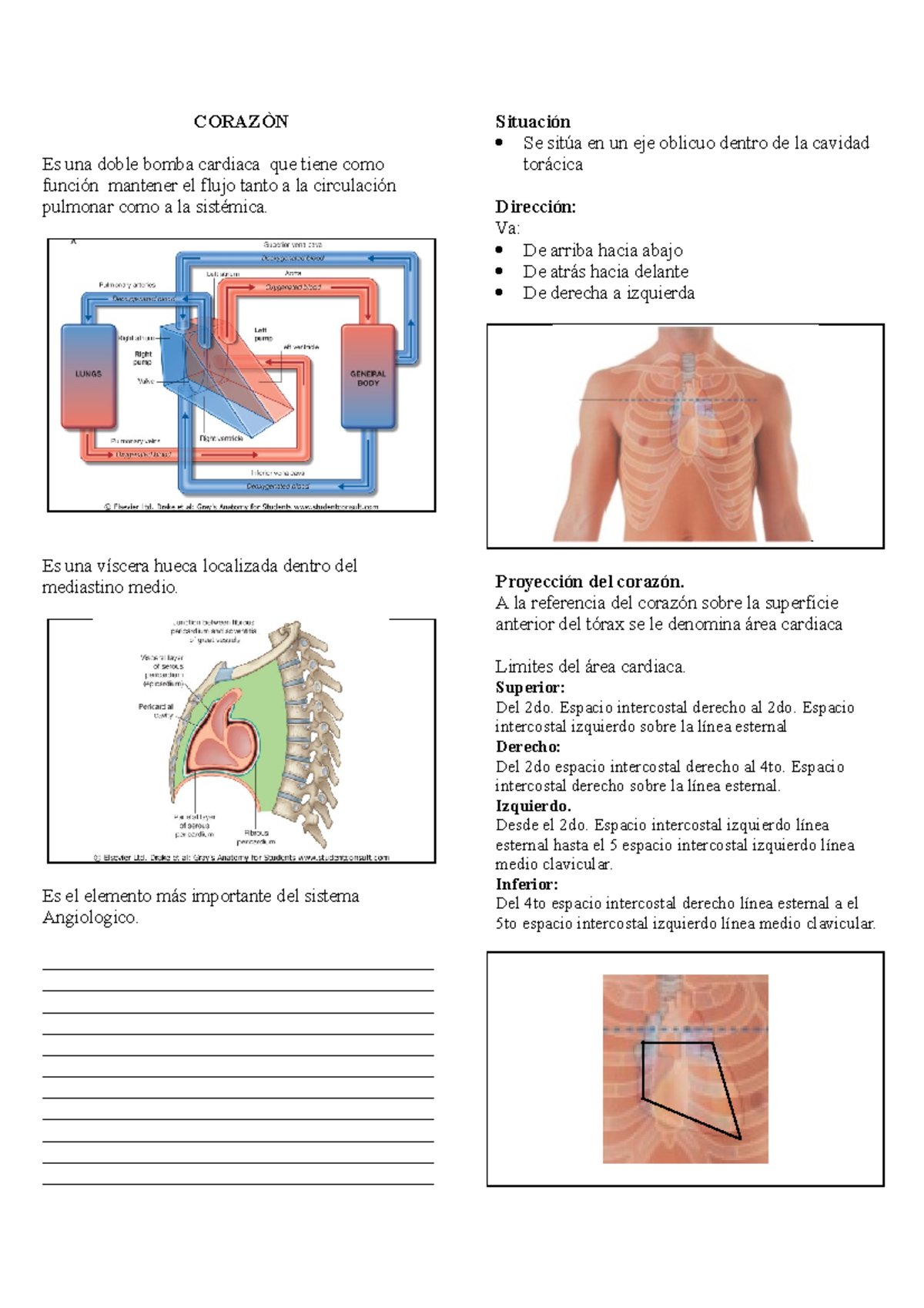 7. Corazón - Resumen Anatomía Humana - una doble bomba cardiaca que ...