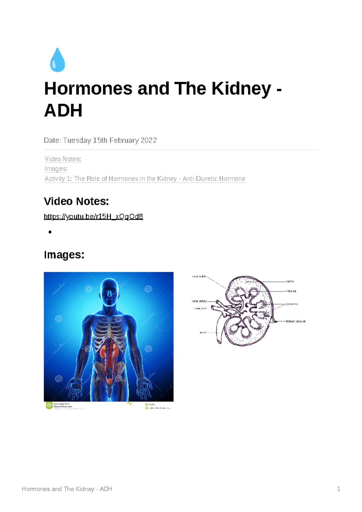 Hormones and The Kidney - ADH - The maintenance by an organism of an ...