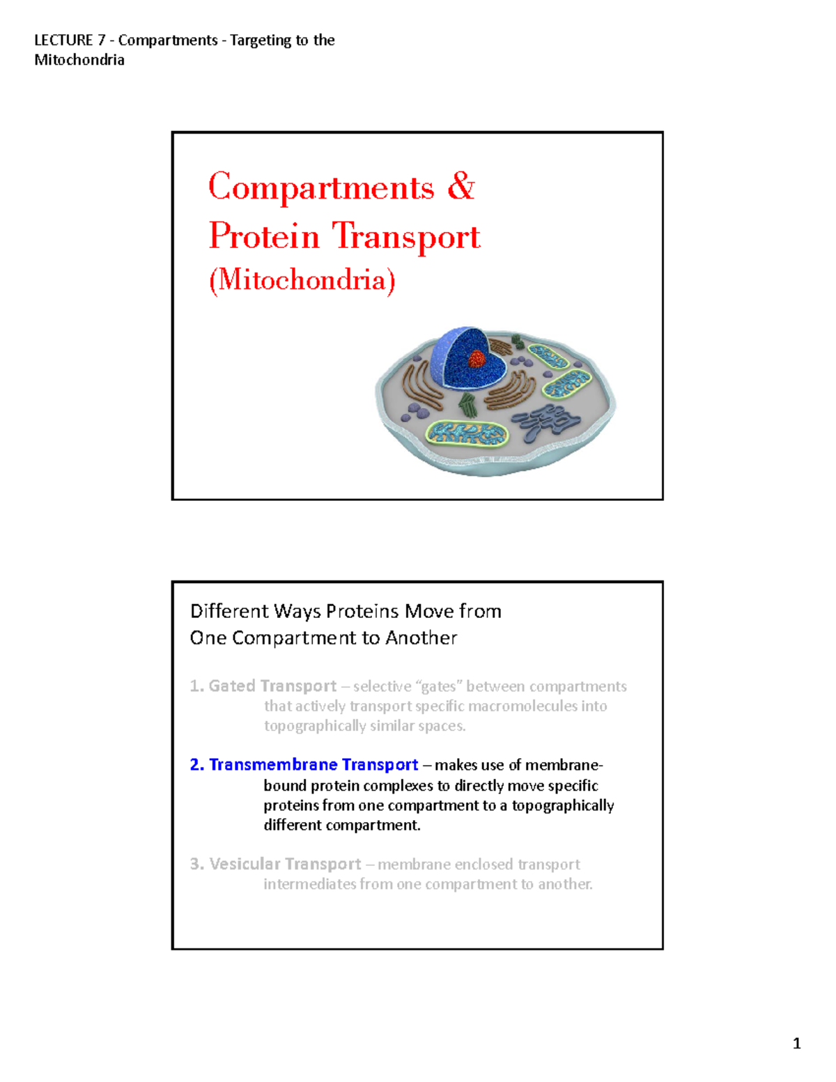 Lecture 07 - Compartments and Targeting Mito - Mitochondria ...