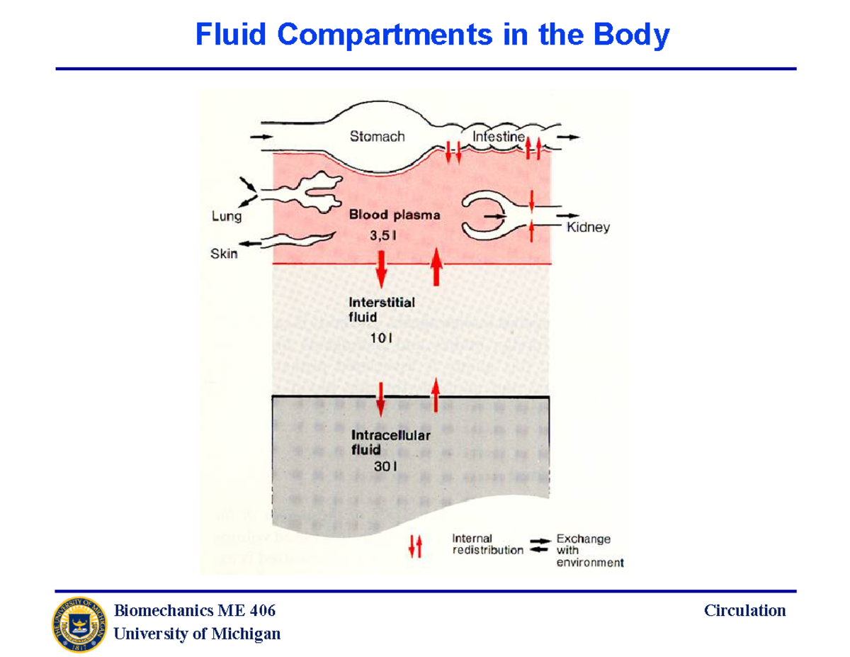 ME 406 Blood Circulation Gas Exchange - Biomechanics ME 406 Circulation ...
