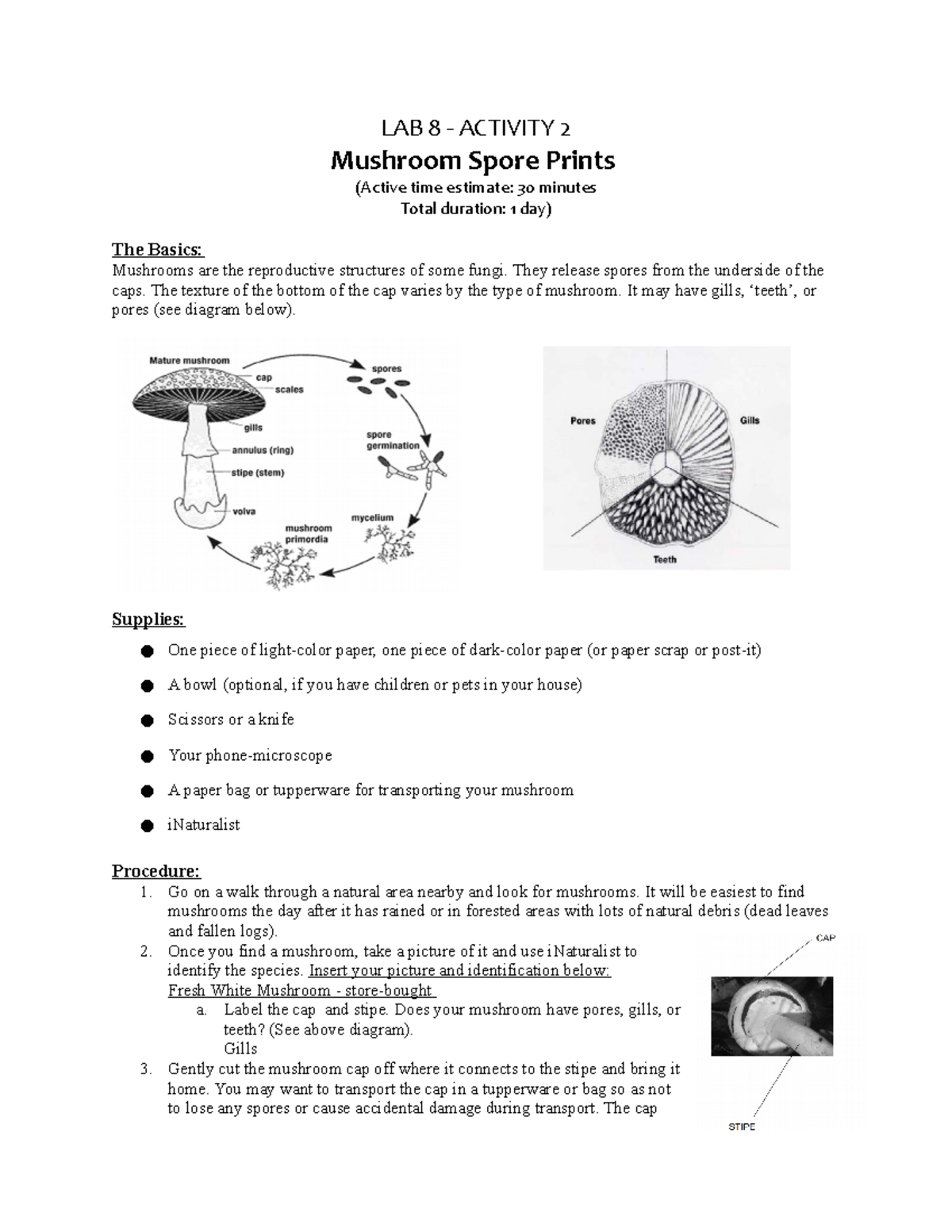 Copy of Lab8activity 2-sporeprints - LAB 8 - ACTIVITY 2 Mushroom Spore ...