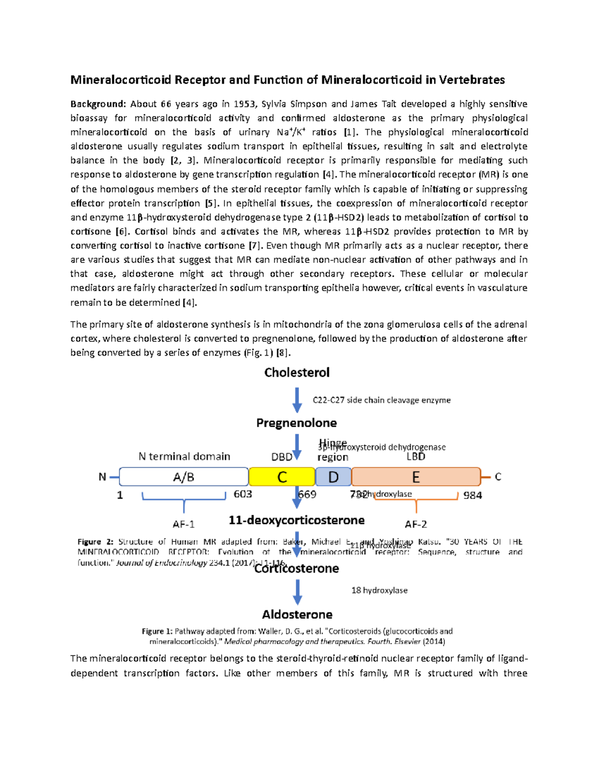 Mineralocorticoid - The physiological mineralocorticoid aldosterone ...