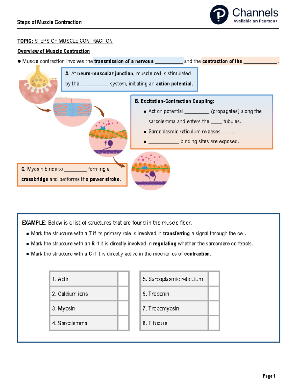 Steps of Muscle Contraction-worksheet - B. Excitation-Contraction ...