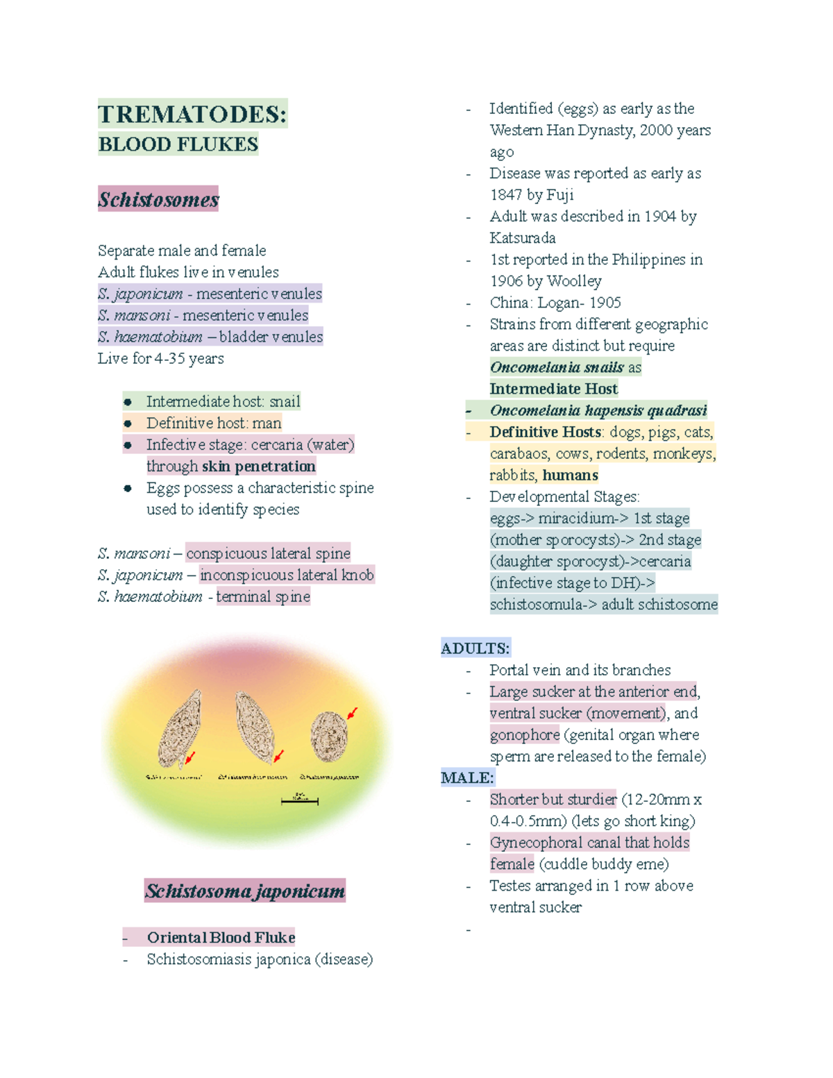 Trematodes - TREMATODES: BLOOD FLUKES Schistosomes Separate male and ...