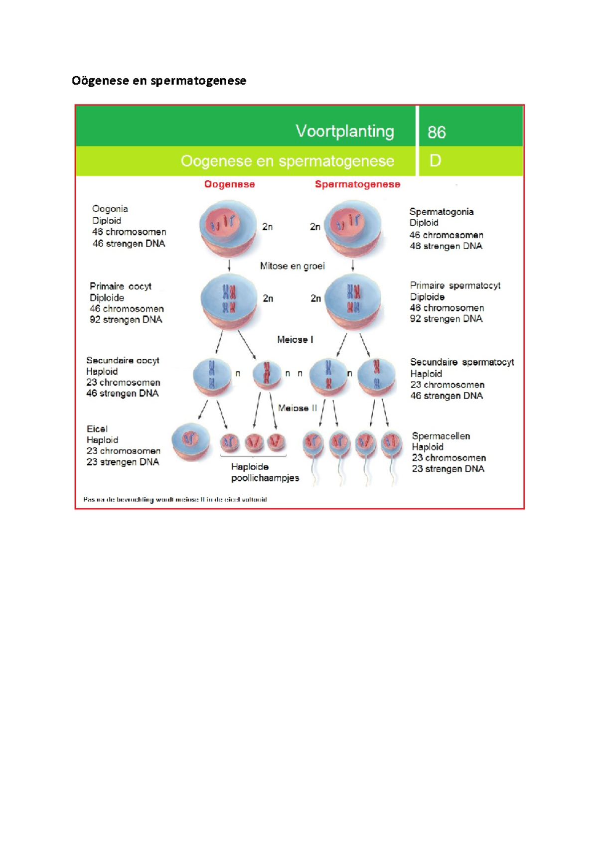Oögenese en spermatogenese. Humane levenscyclus 1 - en spermatogenese ...