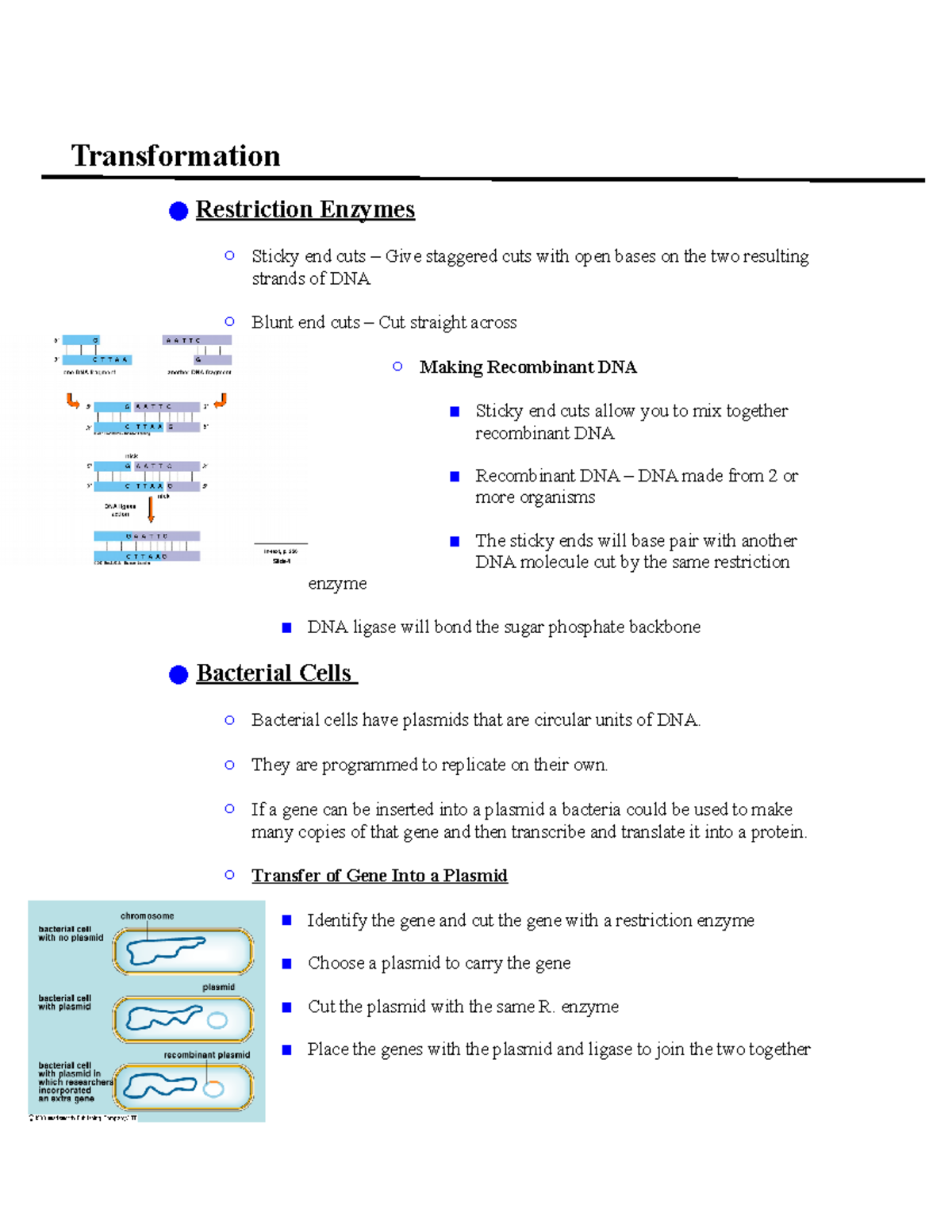 Transformation Lab - Transformation Restriction Enzymes o Sticky end ...