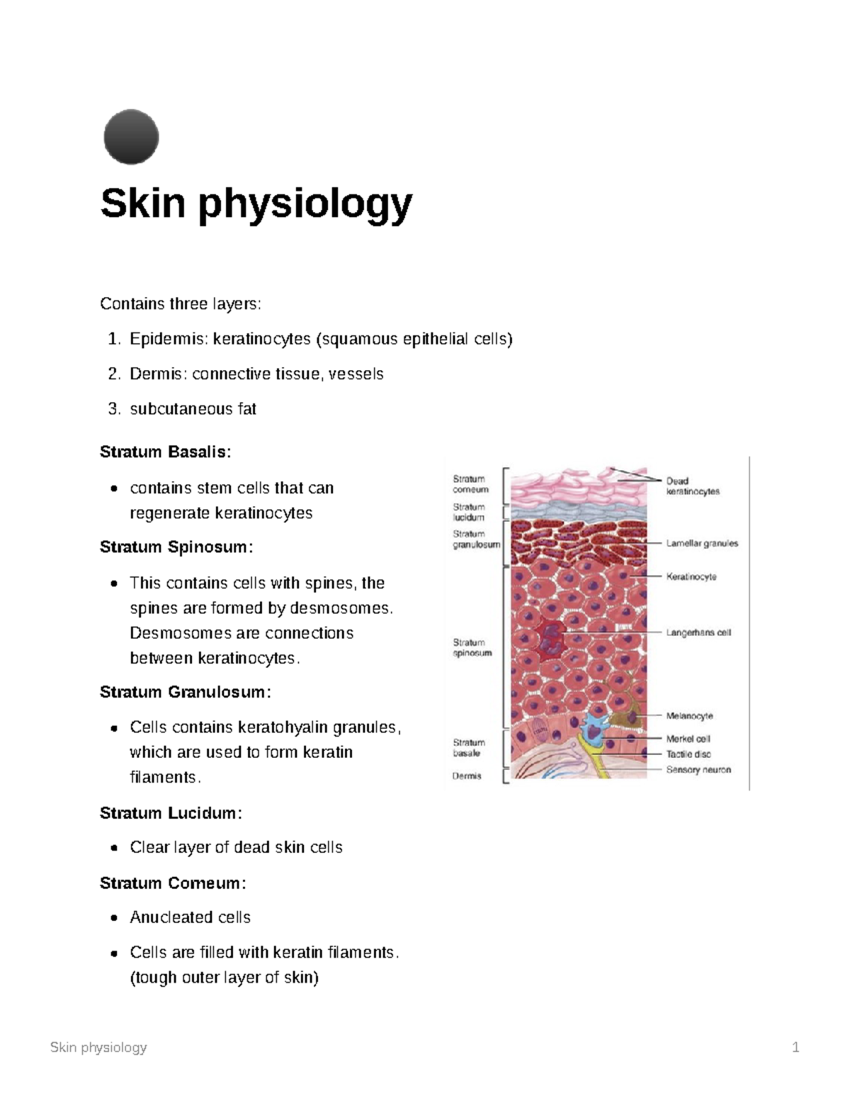 Skin physiology - This covers everything you need to know for medical ...