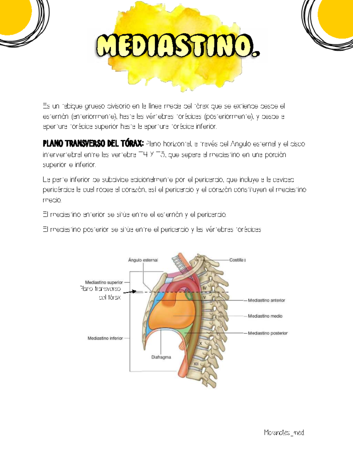 Anatomia-del-mediastino - Es un tabique grueso divisorio en la lÌnea ...