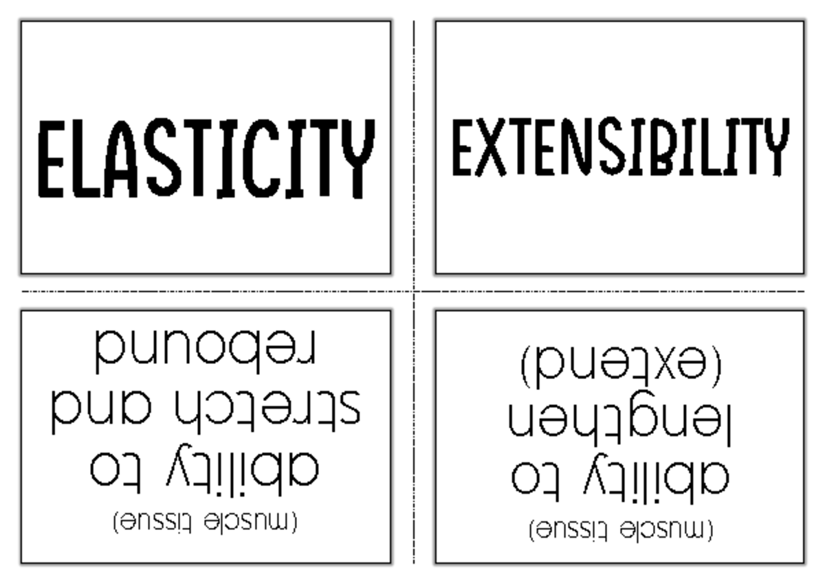 Ch. 10 Muscle Tissue Flashcards - templates- class templates- class ...