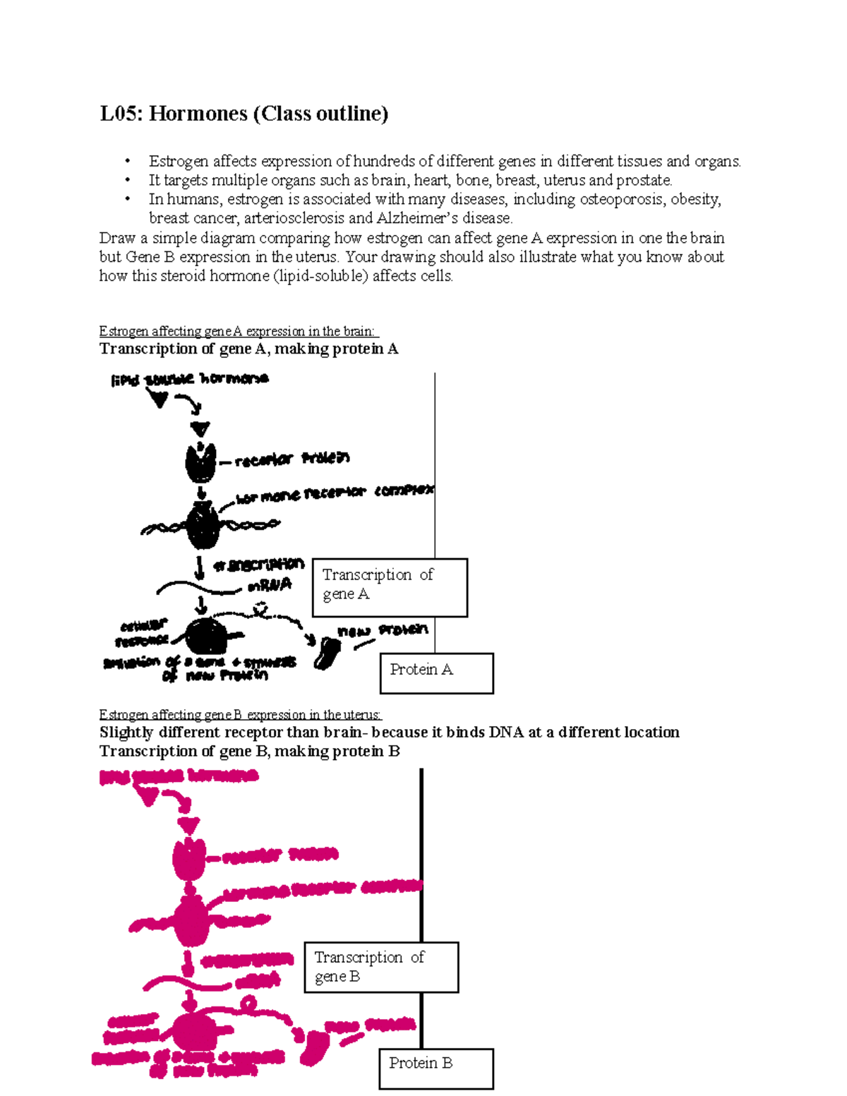 Lesson 5 Class Outline Cell Signaling with Hormones - L05: Hormones ...