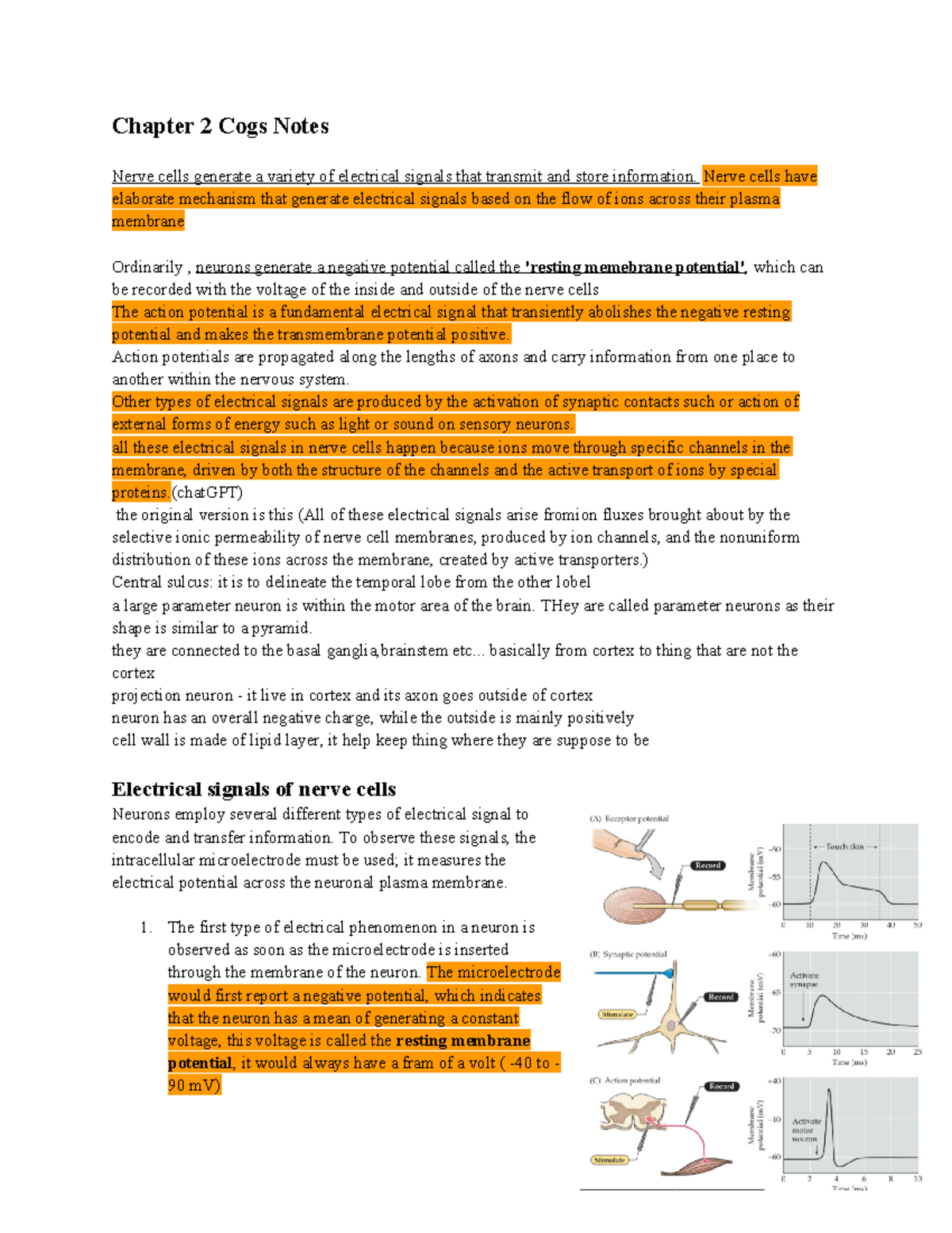Cogs Notes 27 02 2024 Chapter 2 Cogs Notes Nerve Cells Generate A