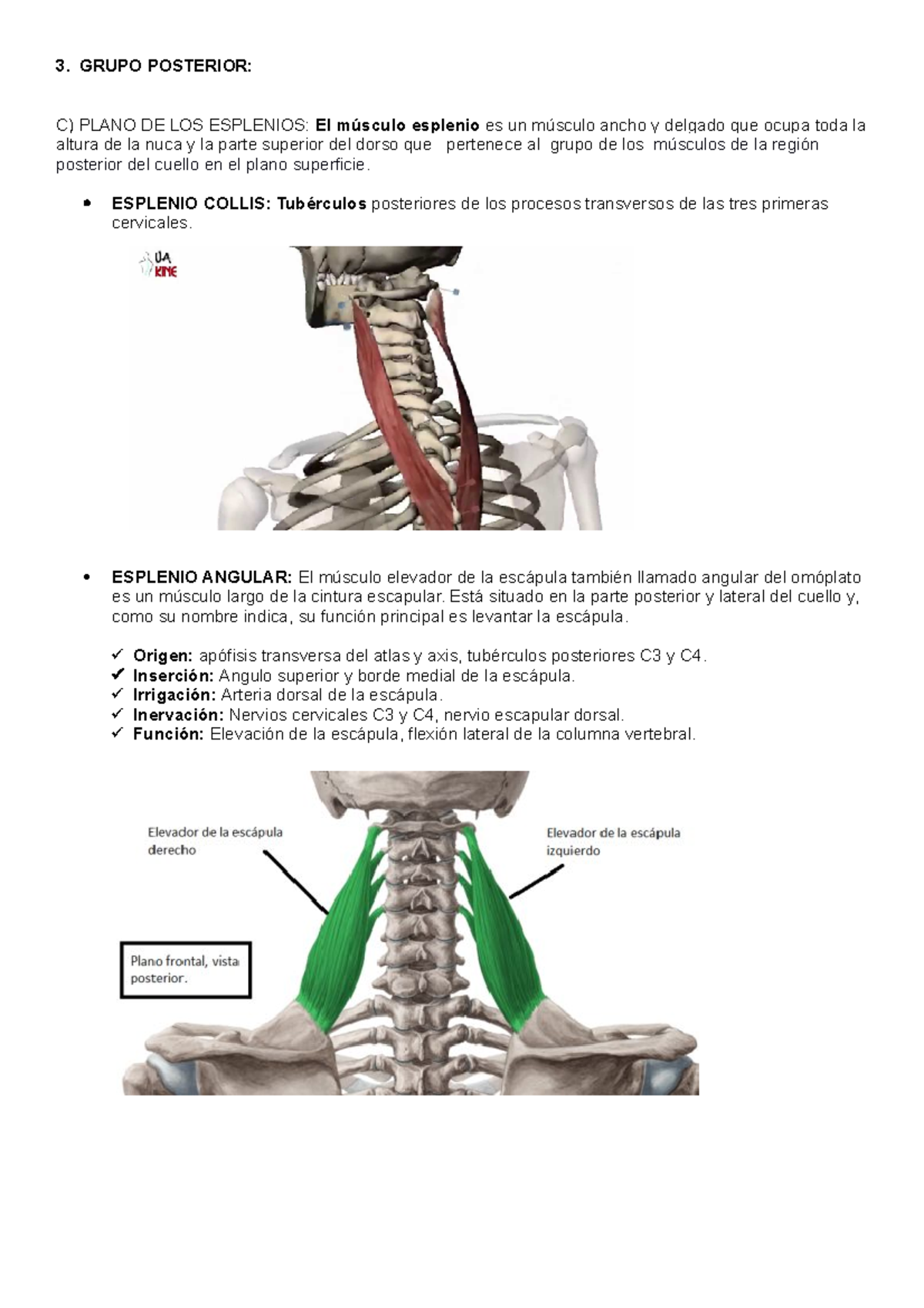 Cuello Posterior - 3. GRUPO POSTERIOR: C) PLANO DE LOS ESPLENIOS: El ...