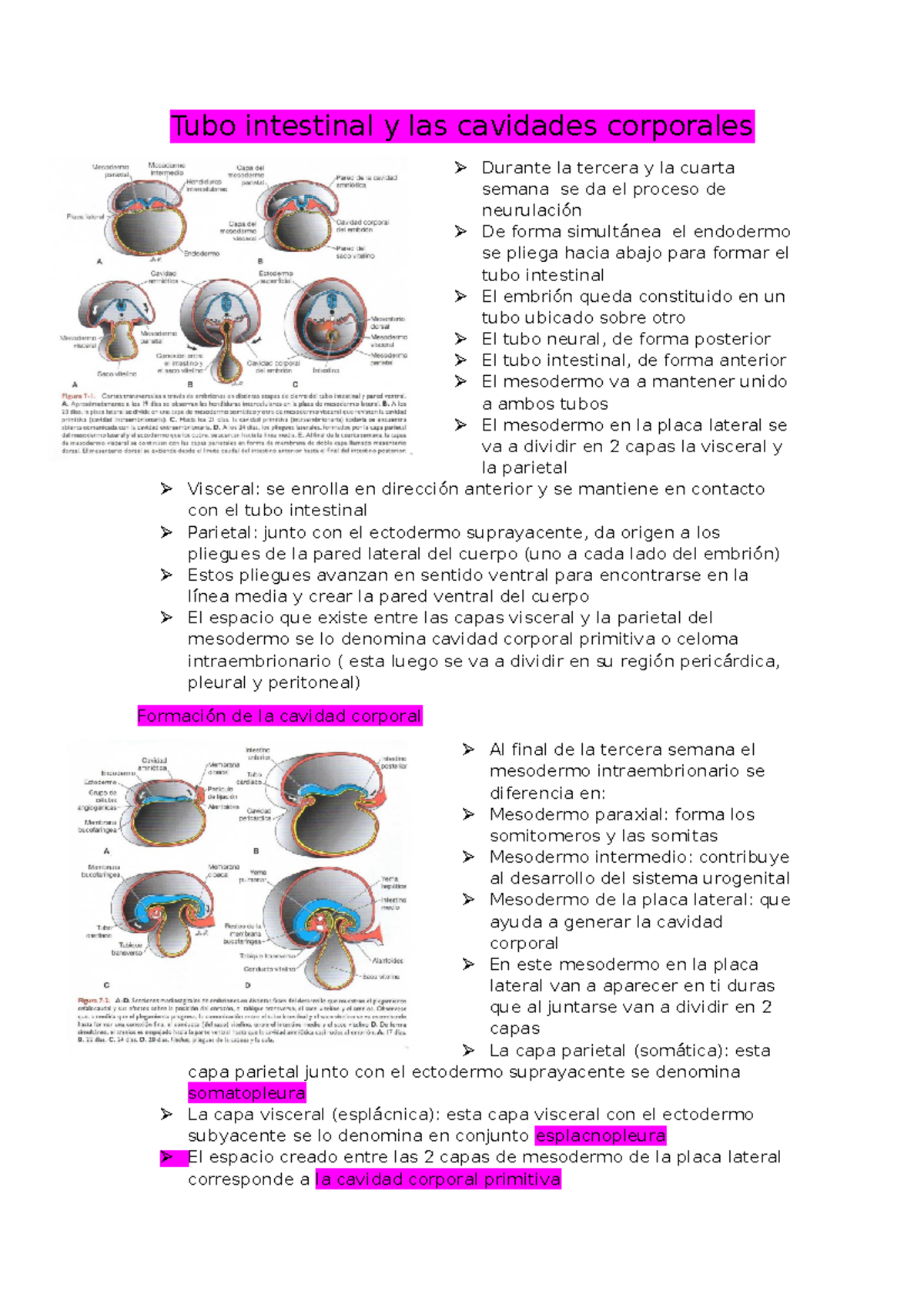 Embriología resumenes - Tubo intestinal y las cavidades corporales ...
