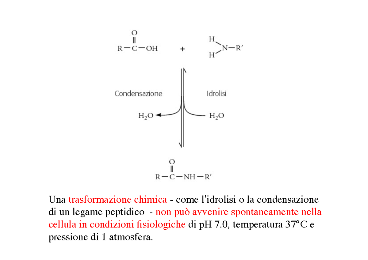 Biochimica. Enzimologia - Una trasformazione chimica - come l’idrolisi ...