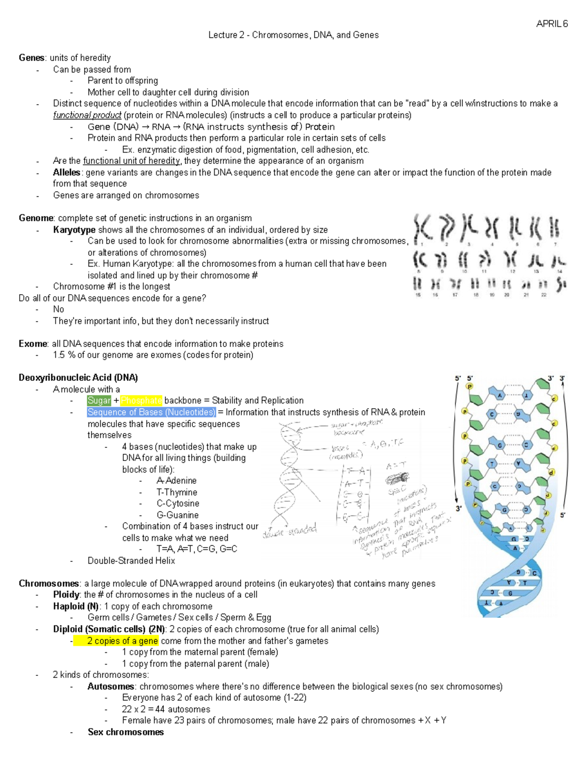 Lecture 2 Chromosomes Dna And Genes April 6 Lecture 2 Chromosomes Dna And Genes Genes 