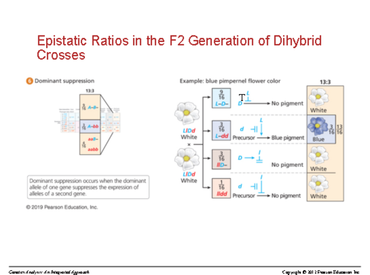 Genetics 2 19 - Epistatic Ratios in the F2 Generation of Dihybrid Crosses T Complementation ...