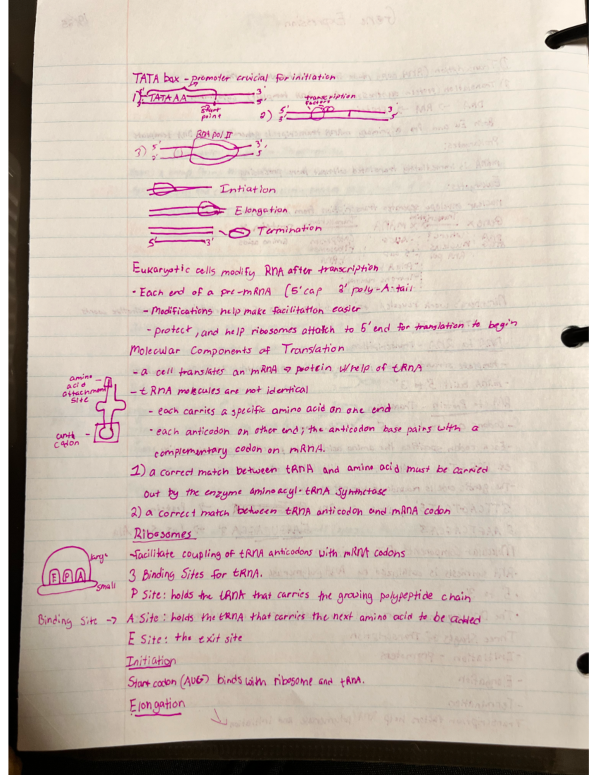 Bio notes 6 - eleongation - TATA bax promoter ervicial fer initiation ...