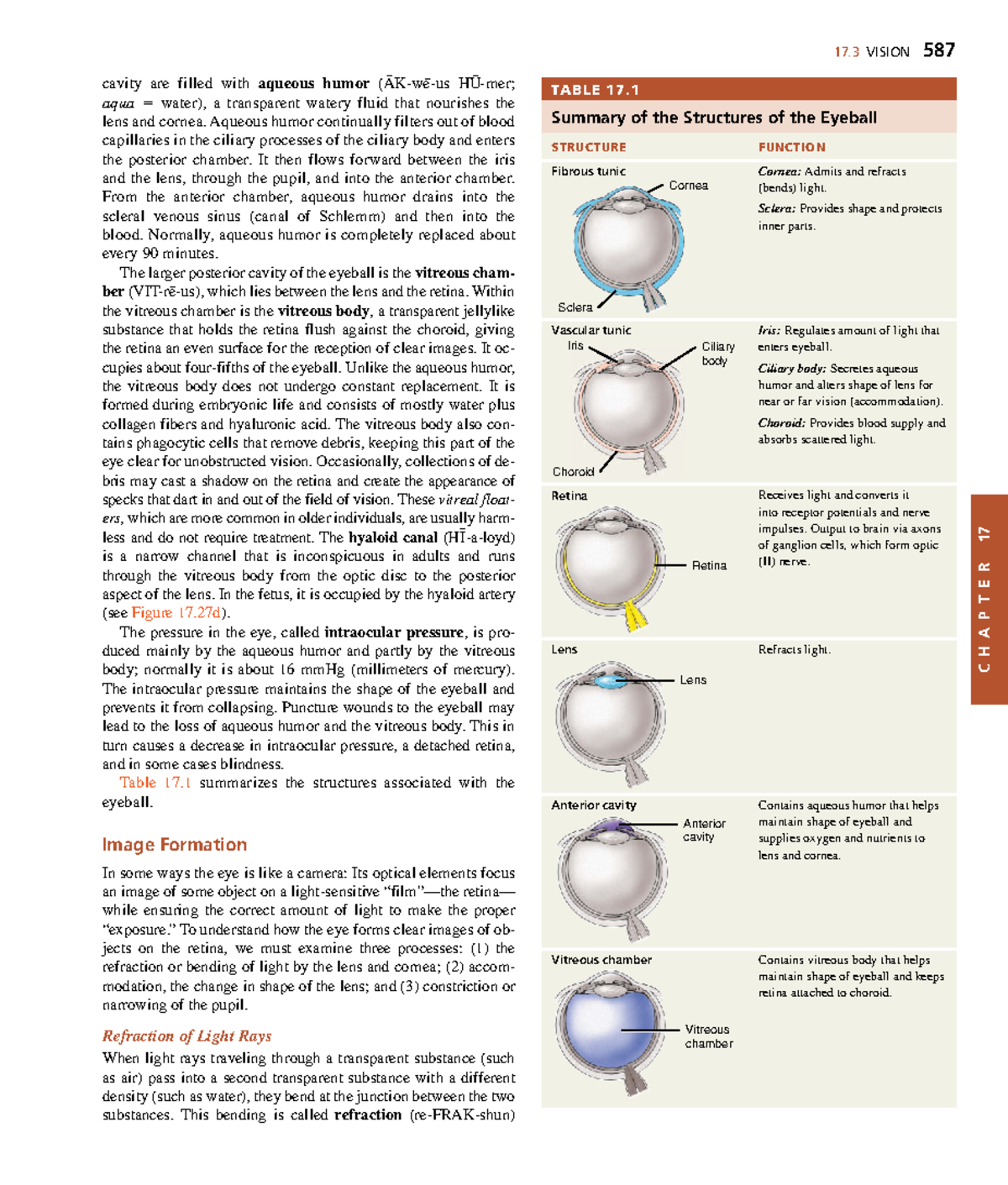 Anatomyand Physiology-207 - C H A P T E R 17 17 VISION 587 cavity are filled with aqueous humor ...