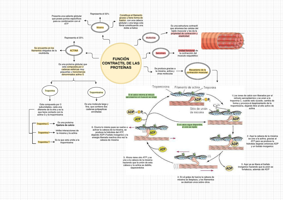 Biologia Expo. - FUNCIÓN CONTRACTIL DE LAS PROTEÍNAS Se produce gracias ...