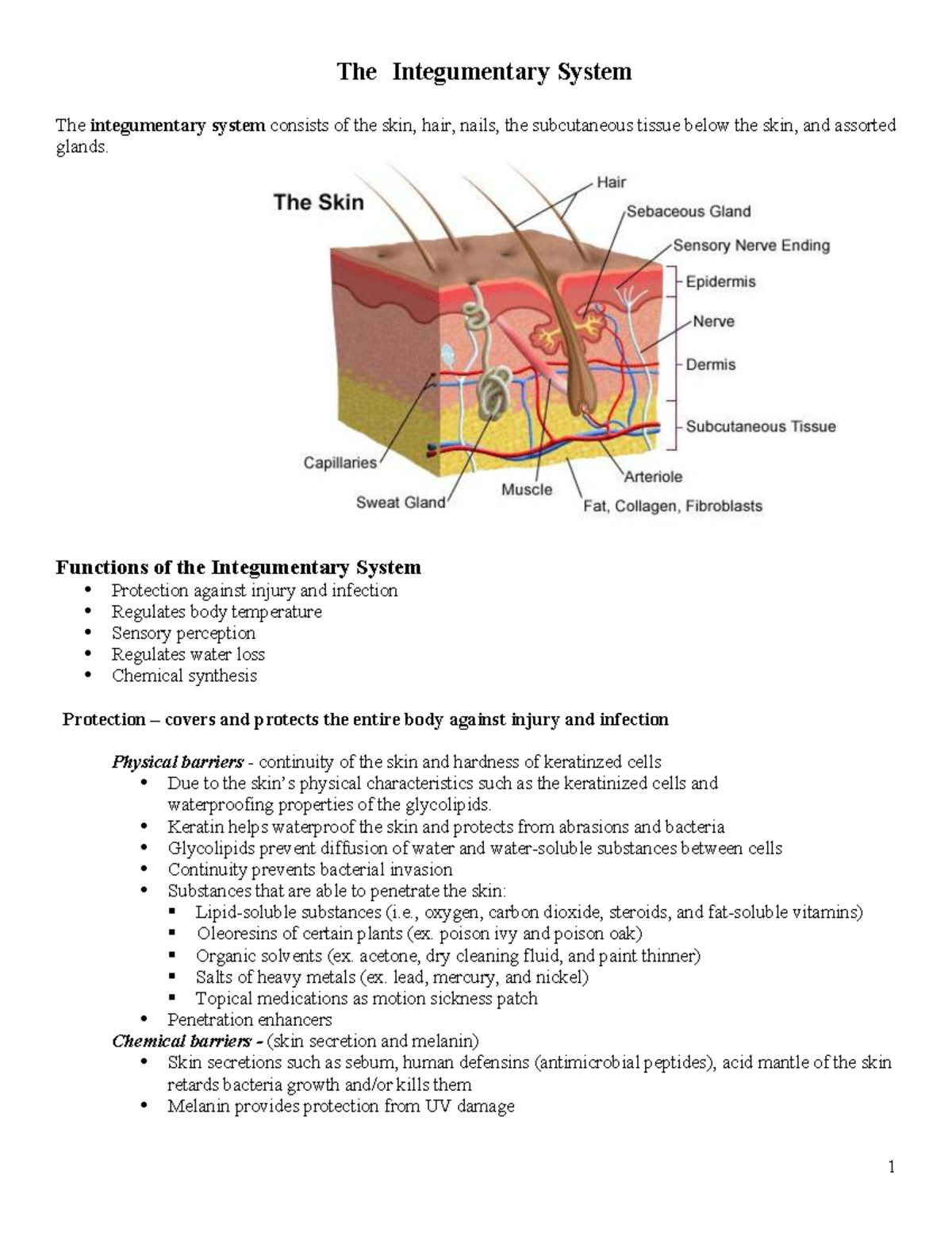 Integumentary System - Anaphy - The Integumentary System The ...