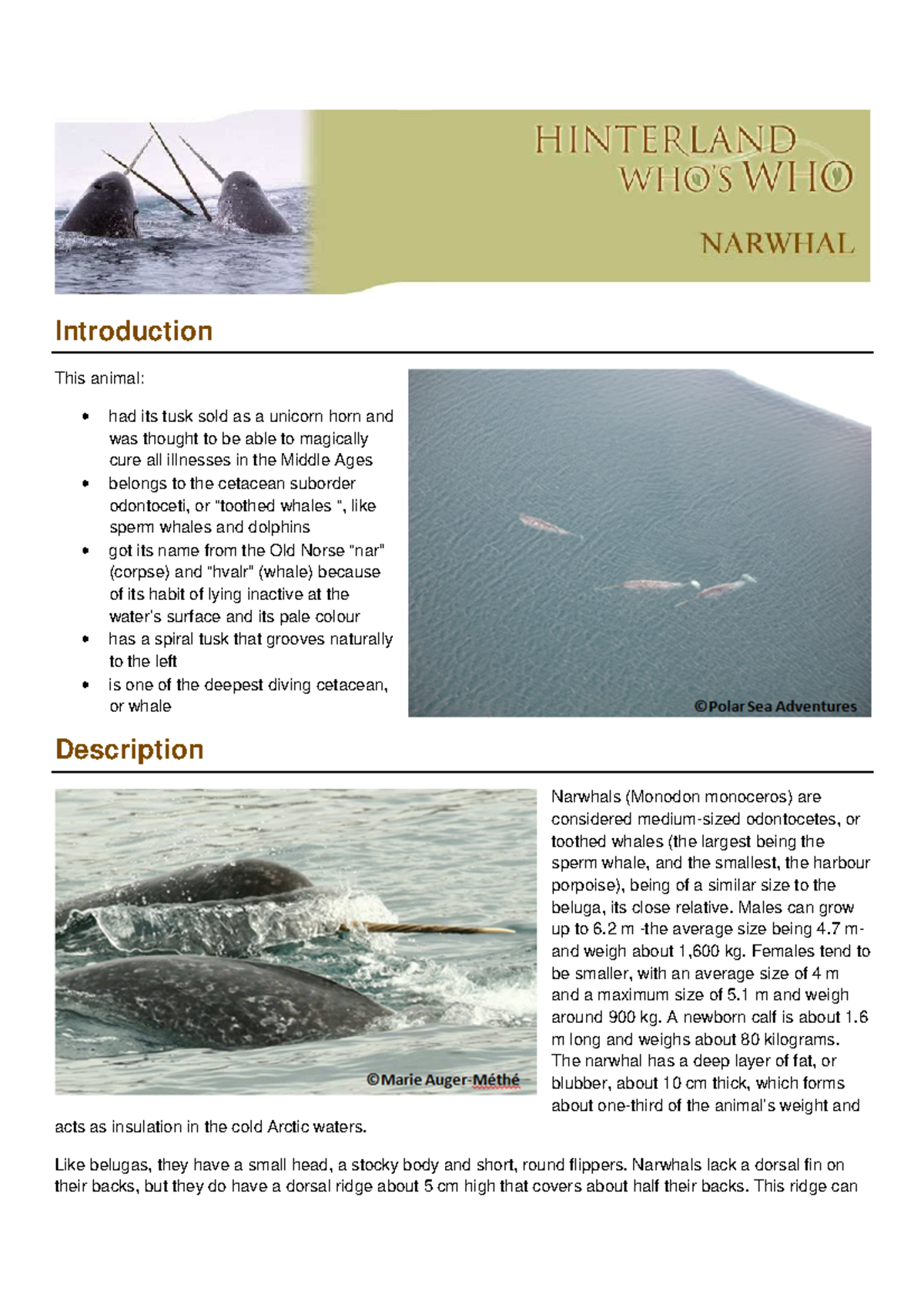 Narwhal-en - Shush’s - Introduction This animal: had its tusk sold as a ...