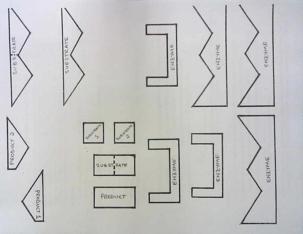 Enzyme Cut OUt - Yes - Applied mathematics - SUBSITIANTS 2 PRODUCT ...