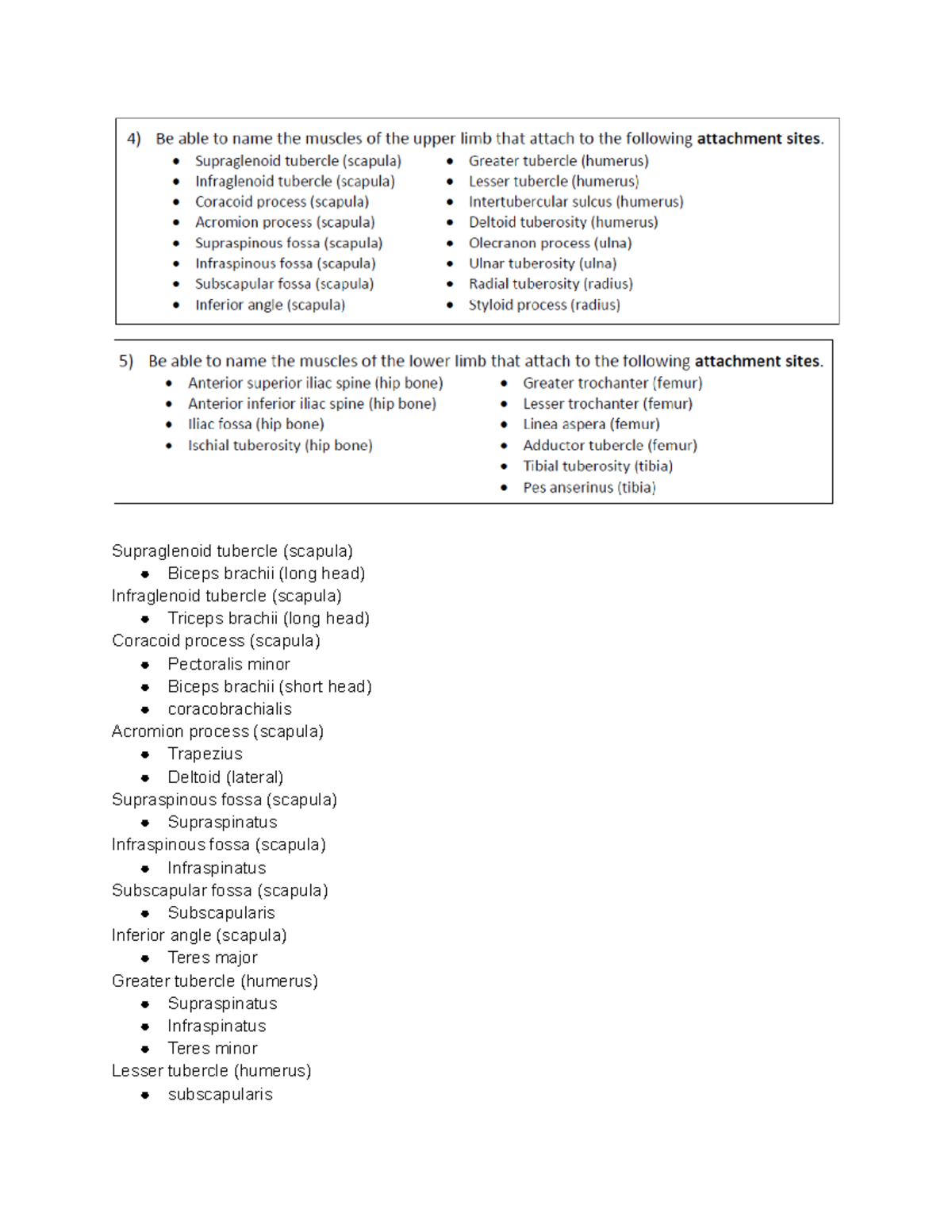 Module 4 Upper Limb Muscles - Supraglenoid tubercle (scapula) Biceps ...