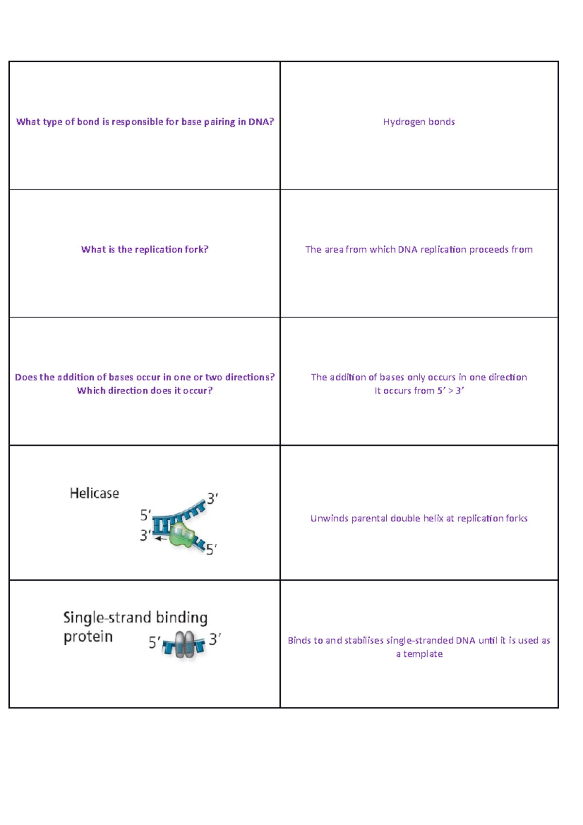 DNA Replication, Transcription and Translation Flash Cards - What type ...