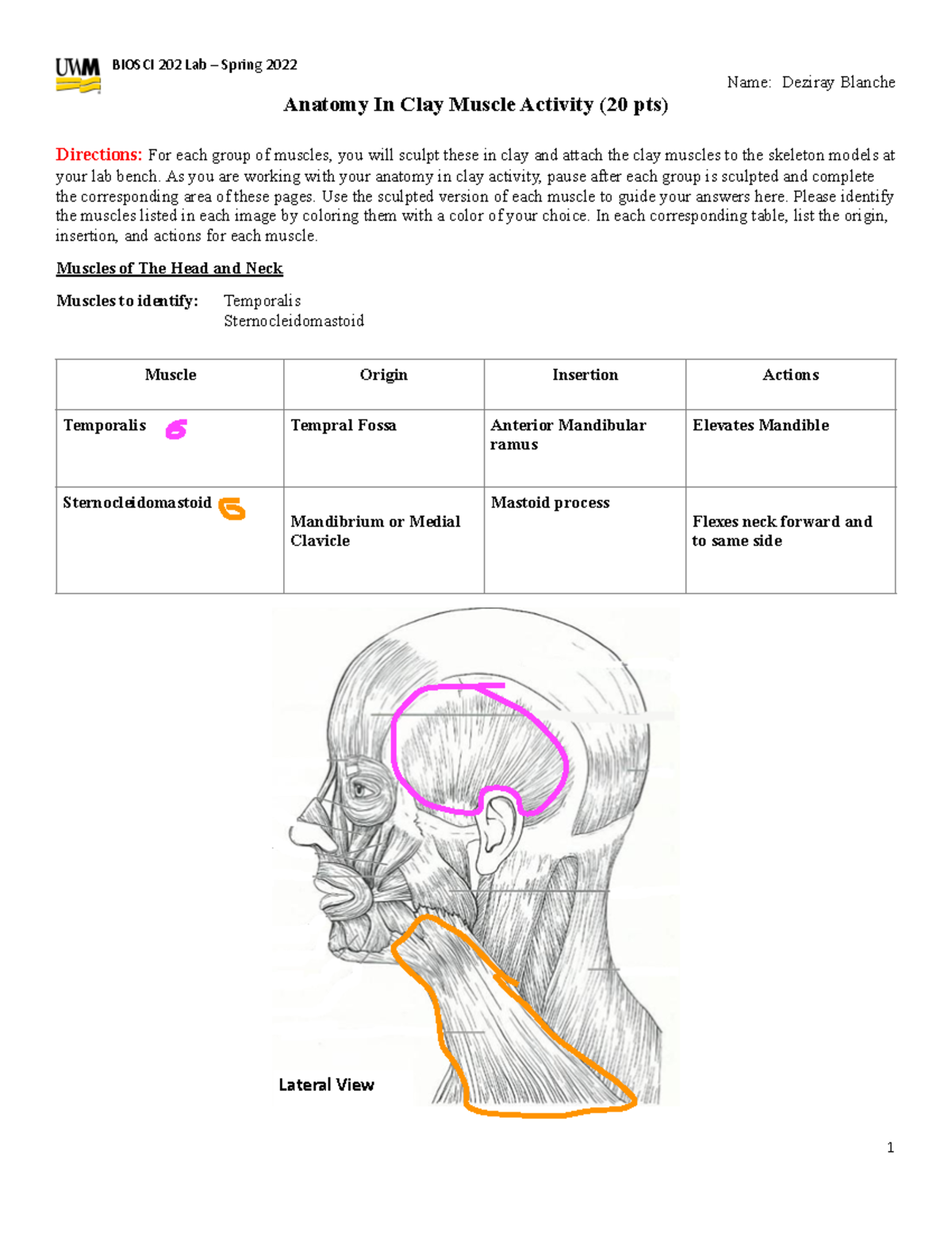 Muscle Activity - Spring 2022 - Name: Deziray Blanche Anatomy In Clay ...